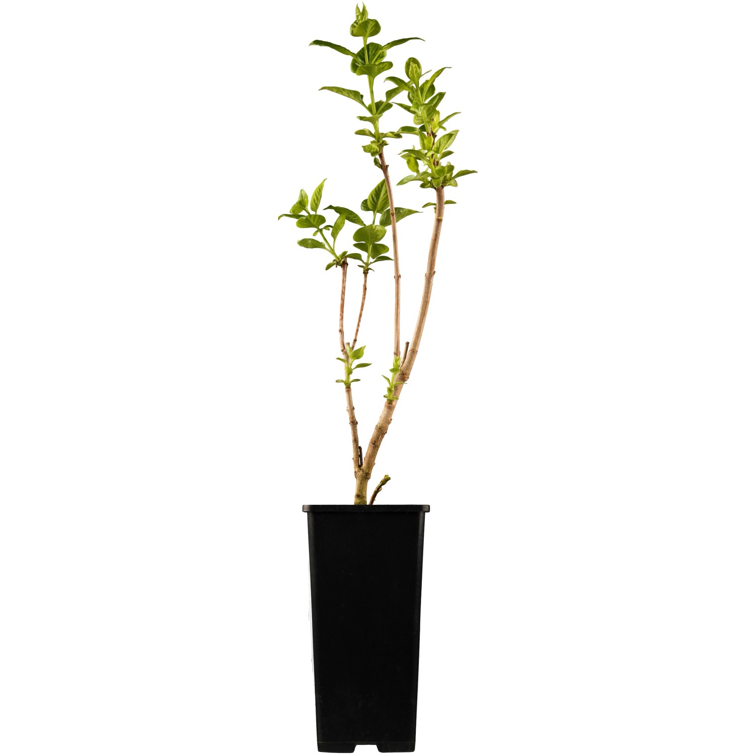 OBI Edelflieder "Amethyst" Lila Höhe ca. 50 - 60 cm Topf ca. 3,5 l ...