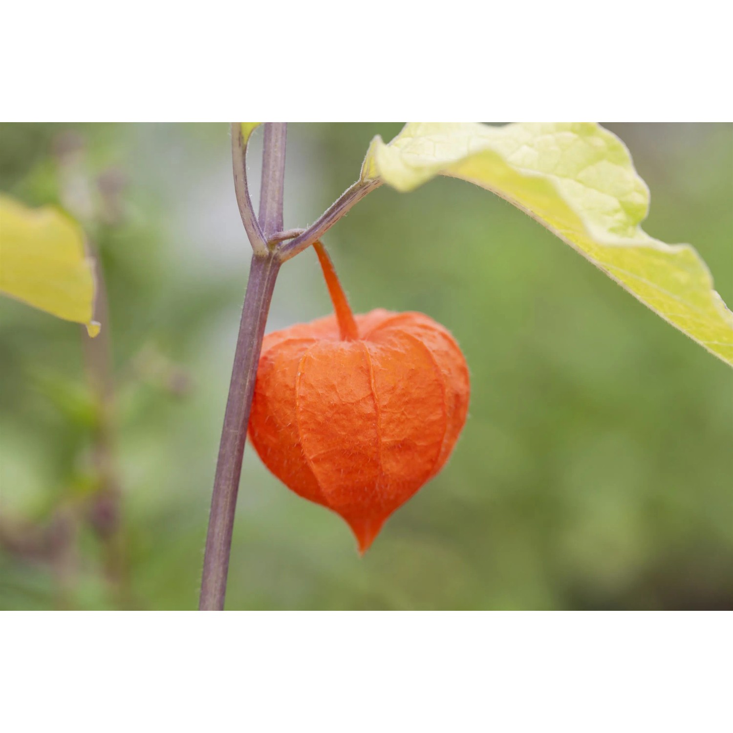 Lampionblume Topf Physalis alkekengi winterharte Staude 13 cm kaufen ...