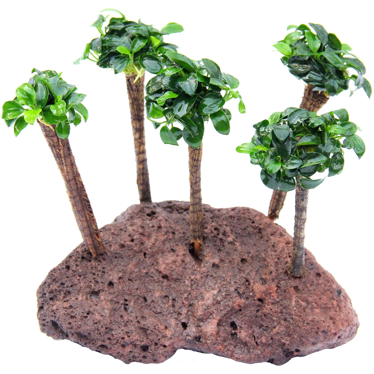 Dennerle Plants Aquariumpflanze Bonsai Palme m. Anubias Barteri Var ...