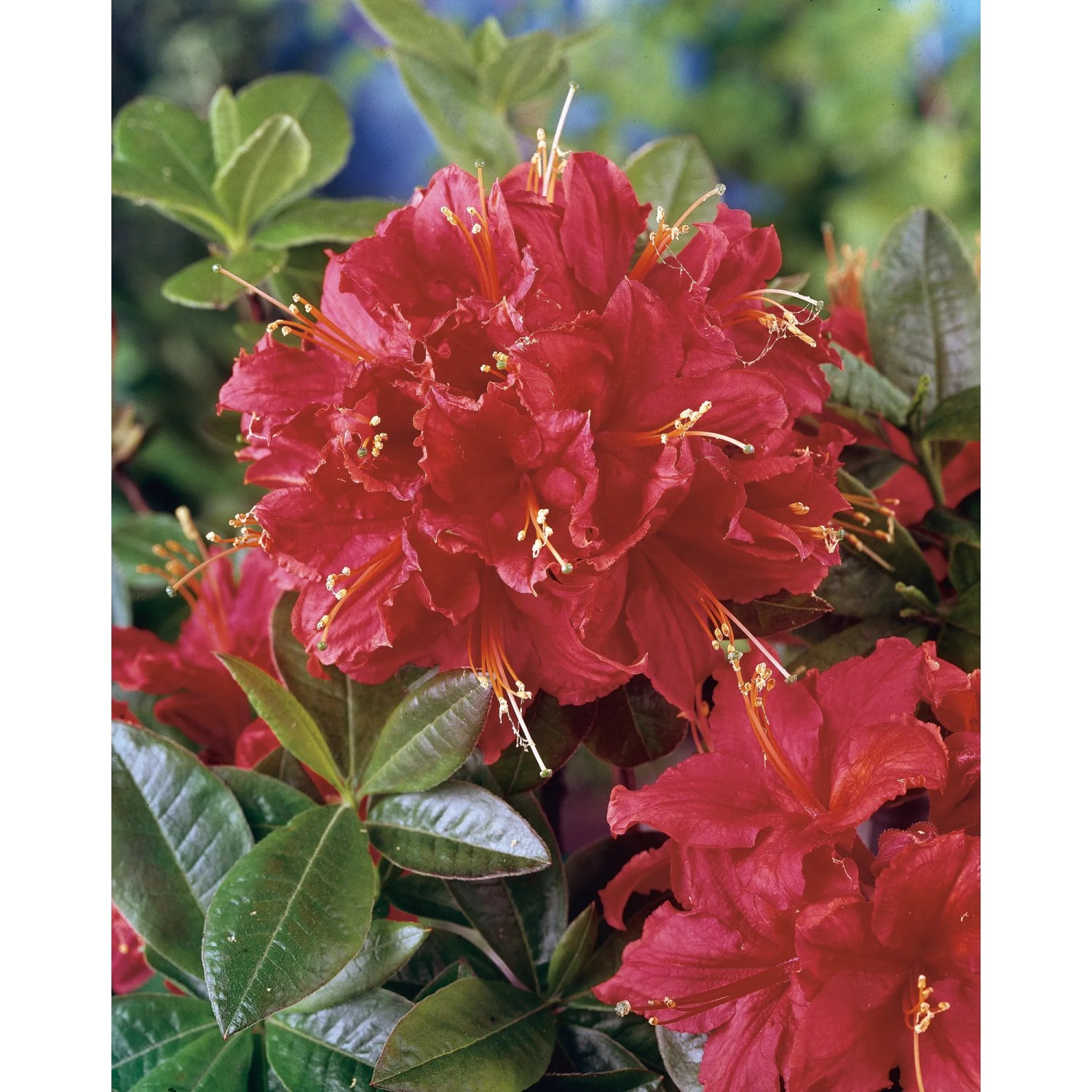 OBI Sommergrüne Azalee "Royal Command" Orangerot Höhe ca. 20-30 cm Topf ...