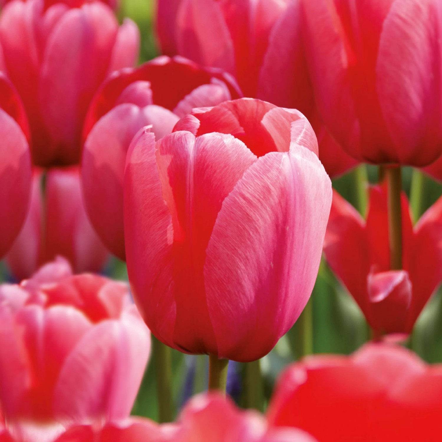 GROW by OBI Tulpe Darwin Hybrid "Pink Impression" Rosa 50 cm Tulipa ...