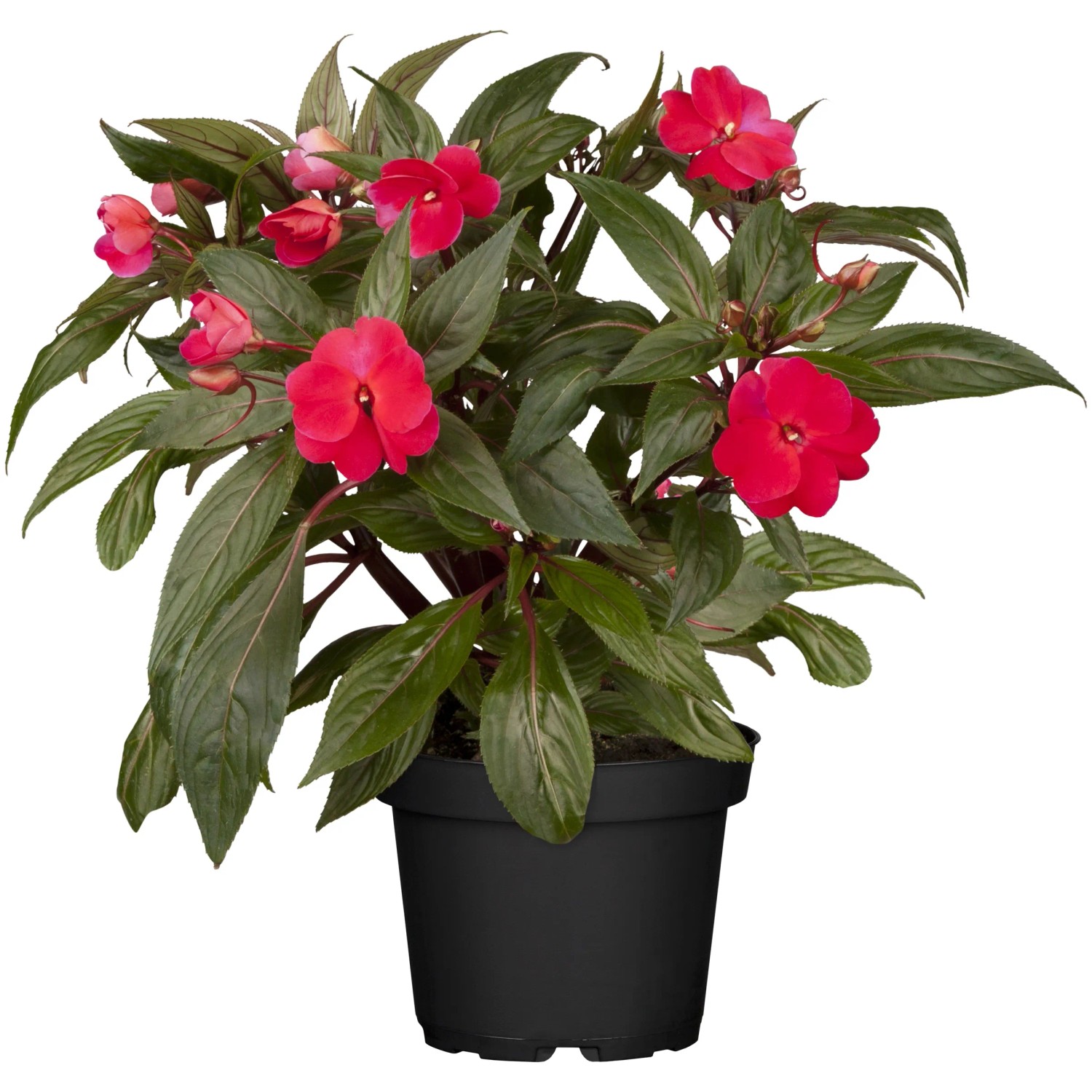 Edellieschen Topf 14 cm Halbschatten Pflanze Dauerblüher kaufen bei OBI