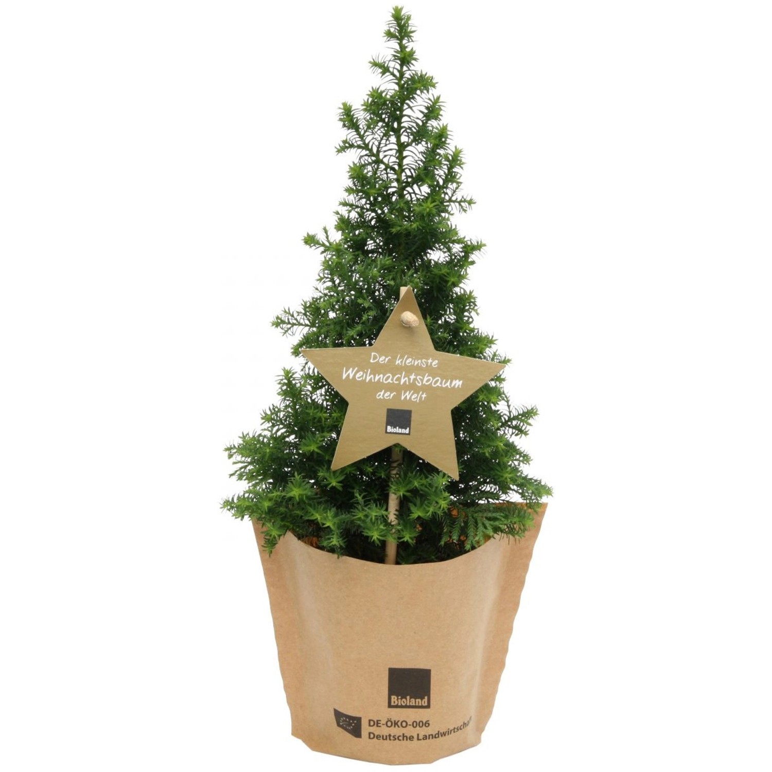 Blu Bio Weihnachstbäumchen ''Top Point'' Topf-Ø ca. 10 cm Chamaeyparis ...