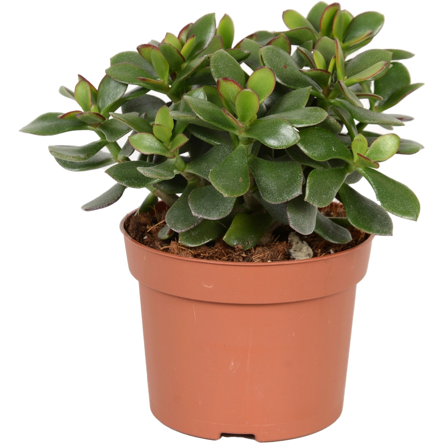 Verschiedene Sorten Dickblatt Topf-Ø ca. 12 cm Crassula kaufen bei OBI
