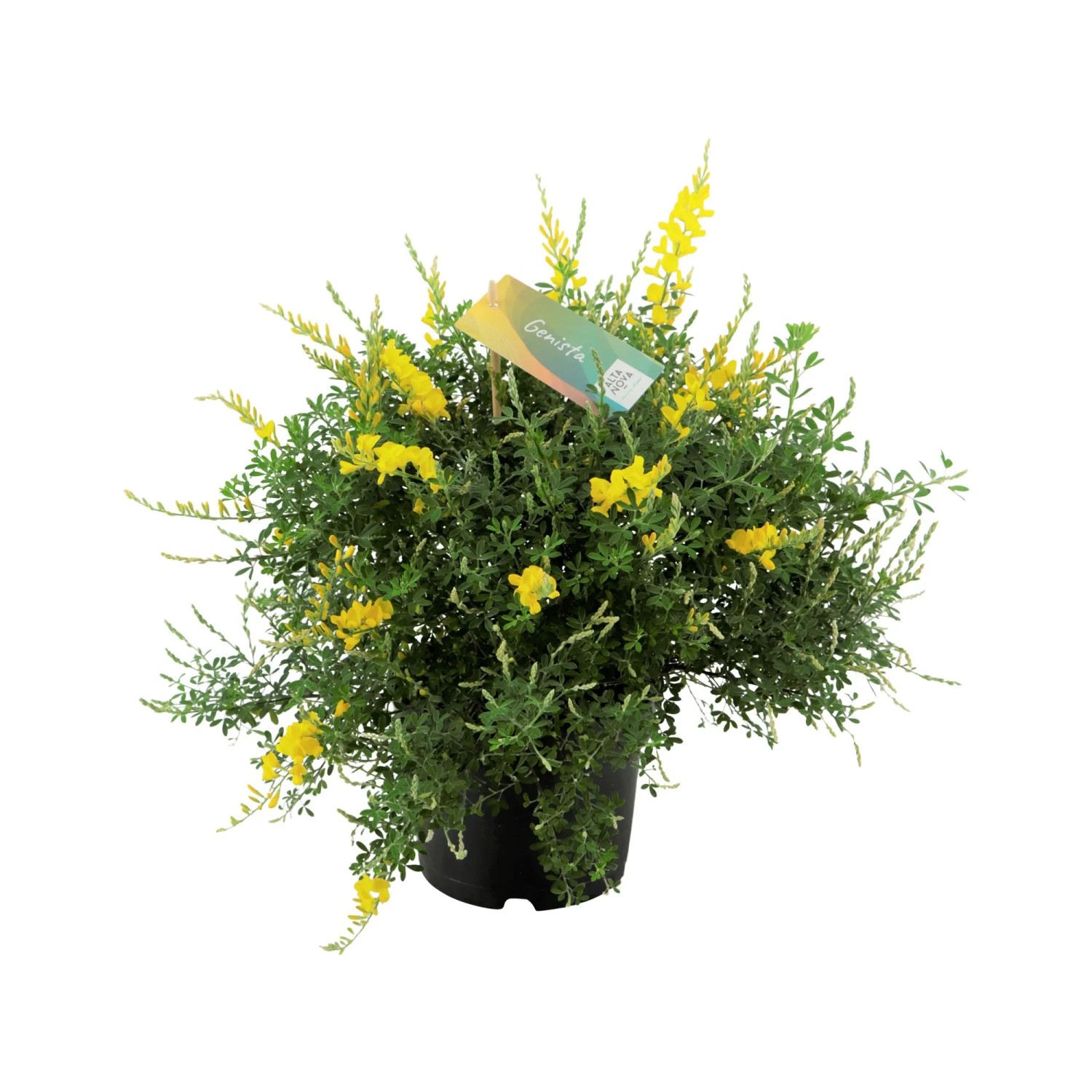 GROW by OBI Ginster Gelb 40 cm Cytisus maderensis kaufen bei OBI