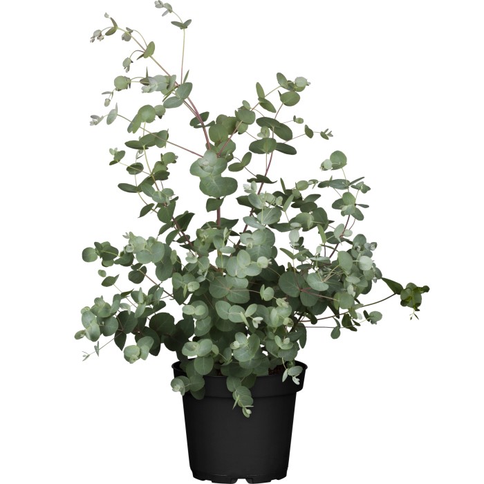 Wunderbar Eukalyptus Kaufen Obi Bild