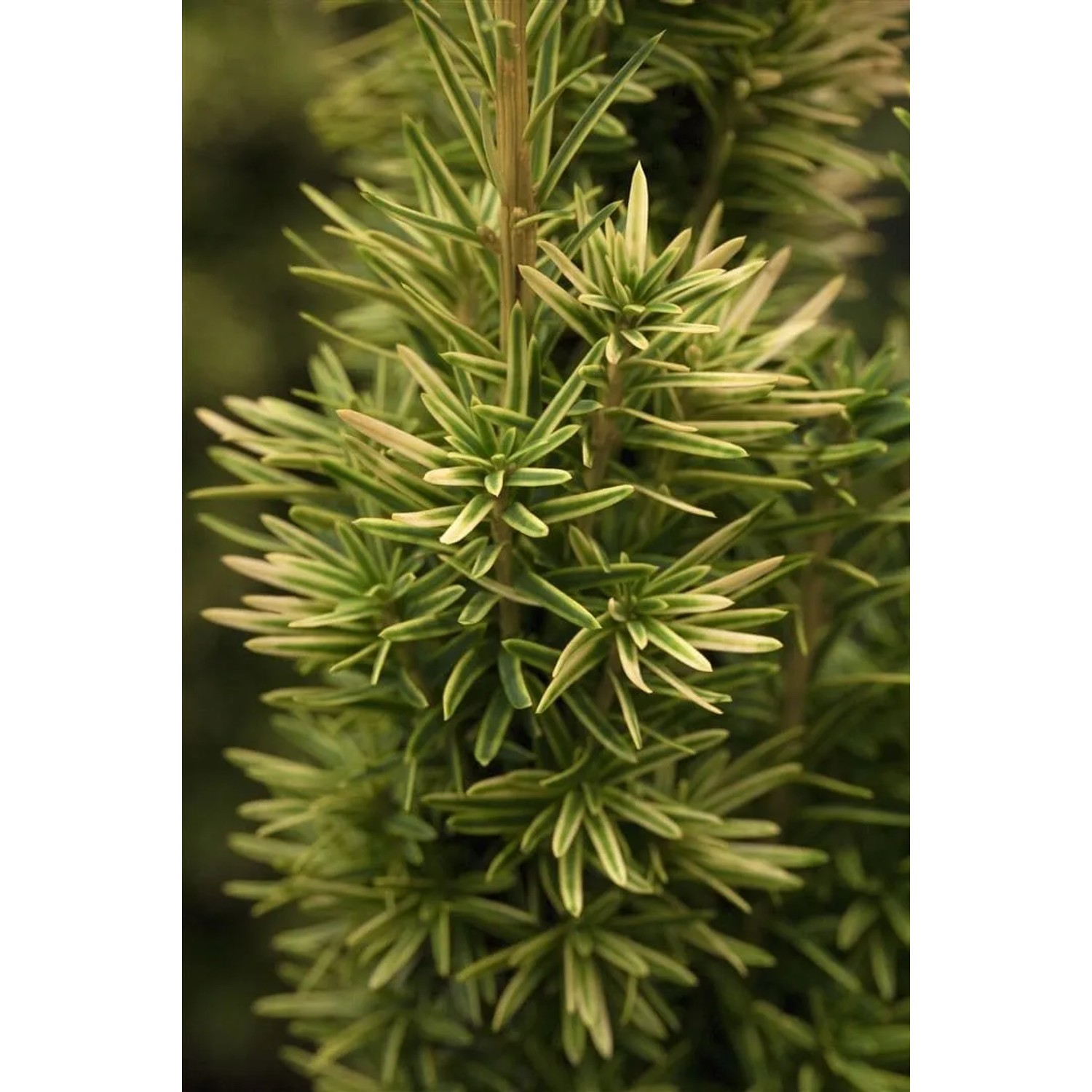 Taxus baccata 'David' 60-70 cm