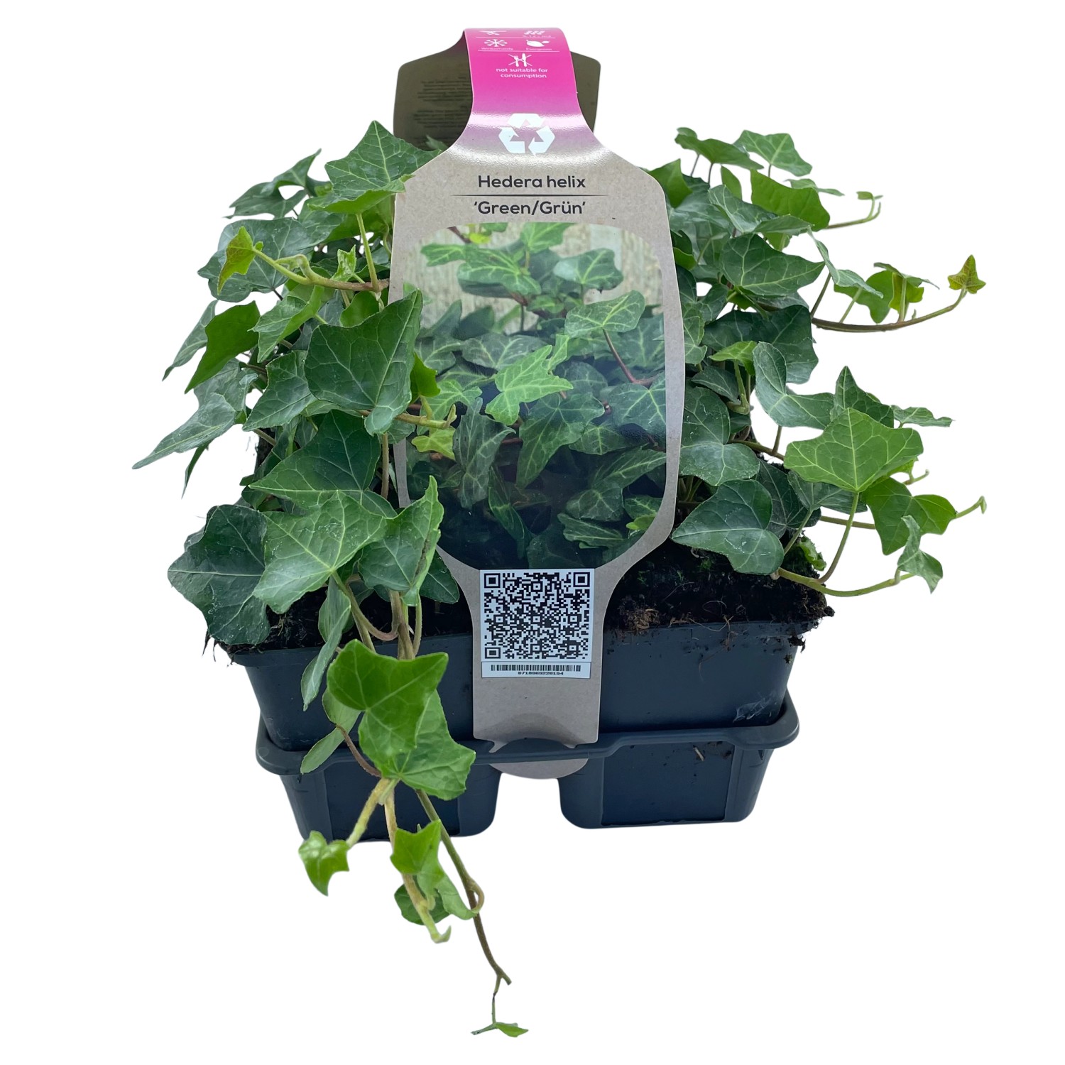 Efeu Grün 6er Pack Topf-Ø ca. 9 cm kaufen bei OBI