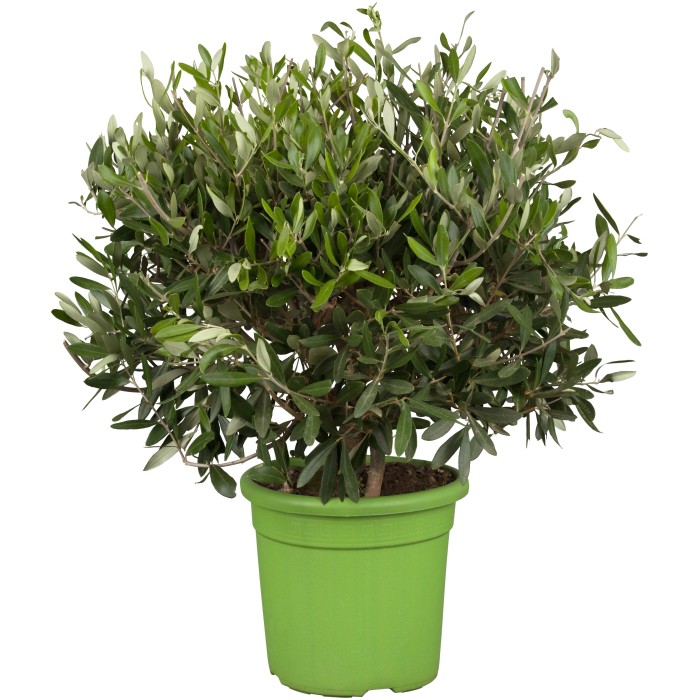 Olivenbaum kaufen bei OBI