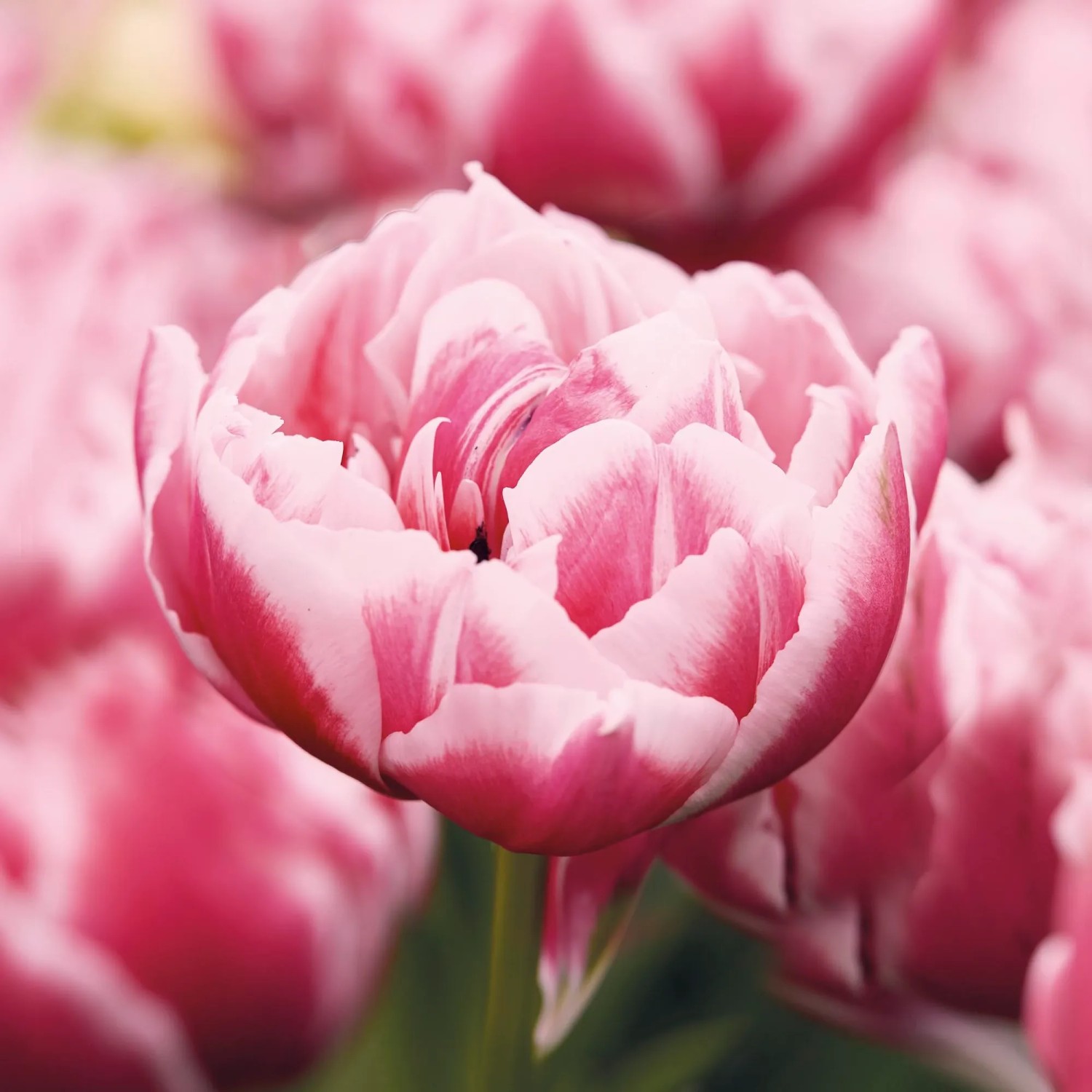 GROW by OBI gefüllte Tulpe Dazzling Desire Tulpenzwiebel 5 Stk. kaufen ...