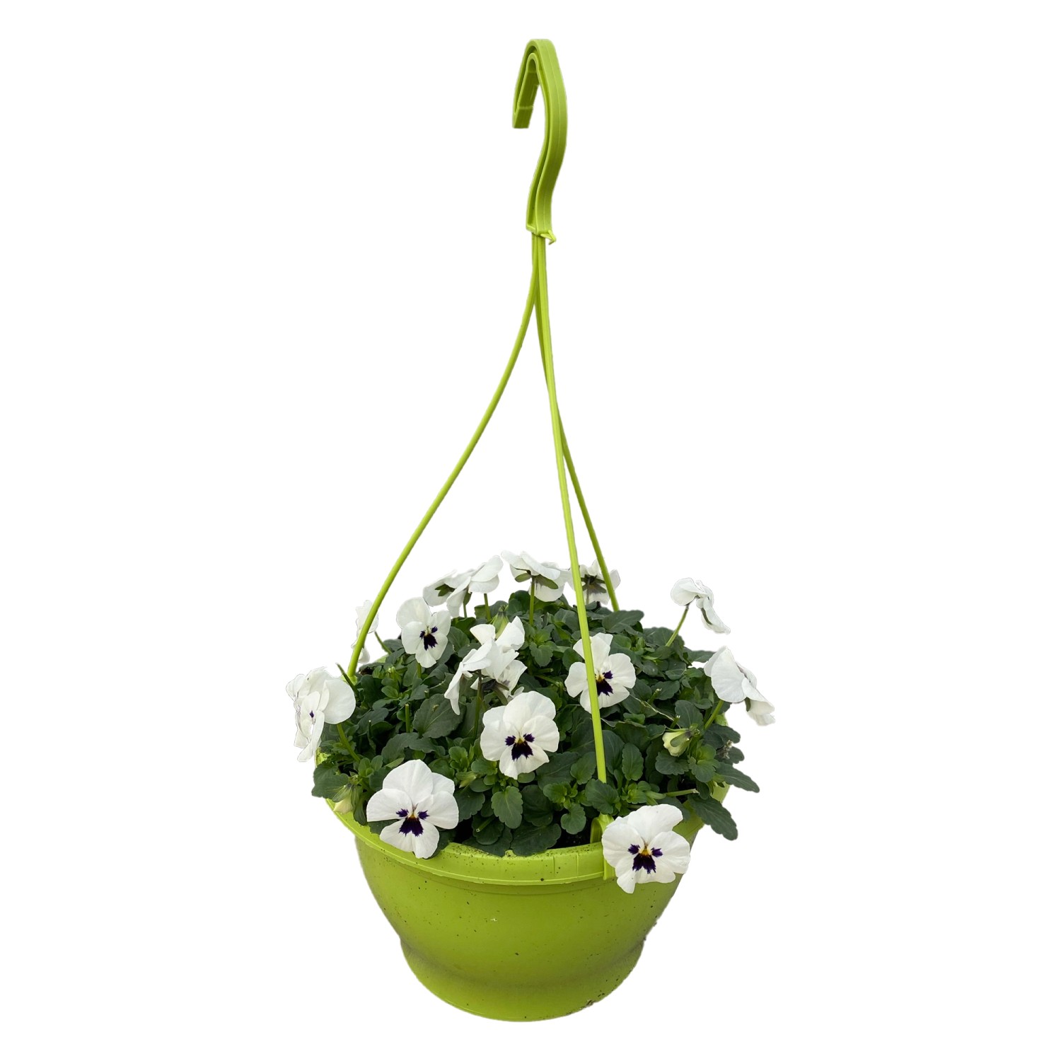 Horn-Veilchen Ampel Farbenauswahl Höhe ca. 25 cm Topf-Ø ca. 21 cm Viola ...