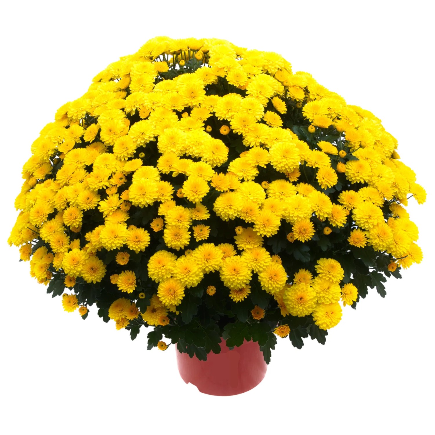 Schone Chrysanthemum Indicum Winterhart Bilder