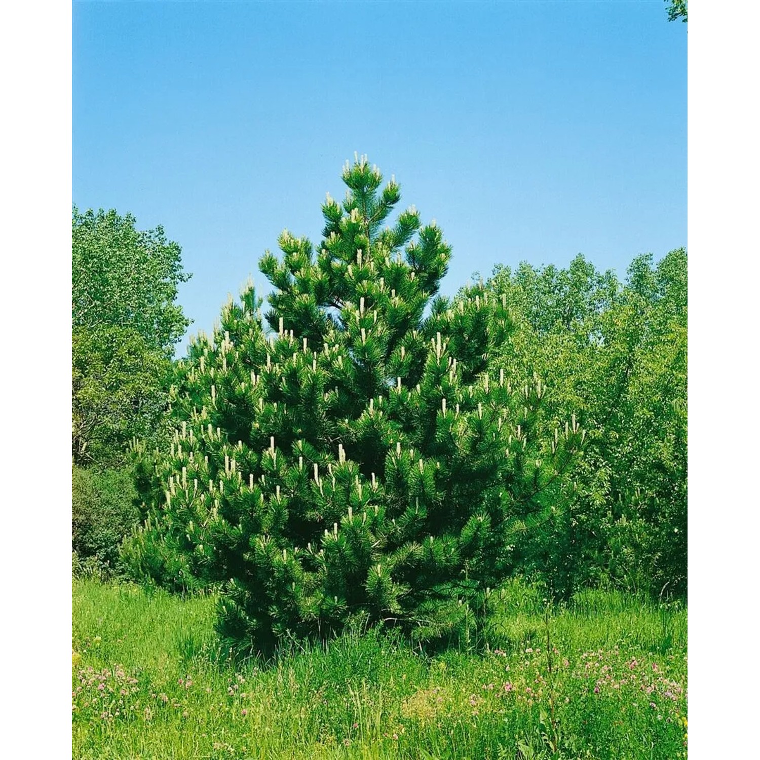 Pinus Nigra Compacta Schwarzkiefer Kompakt 25–30 cm