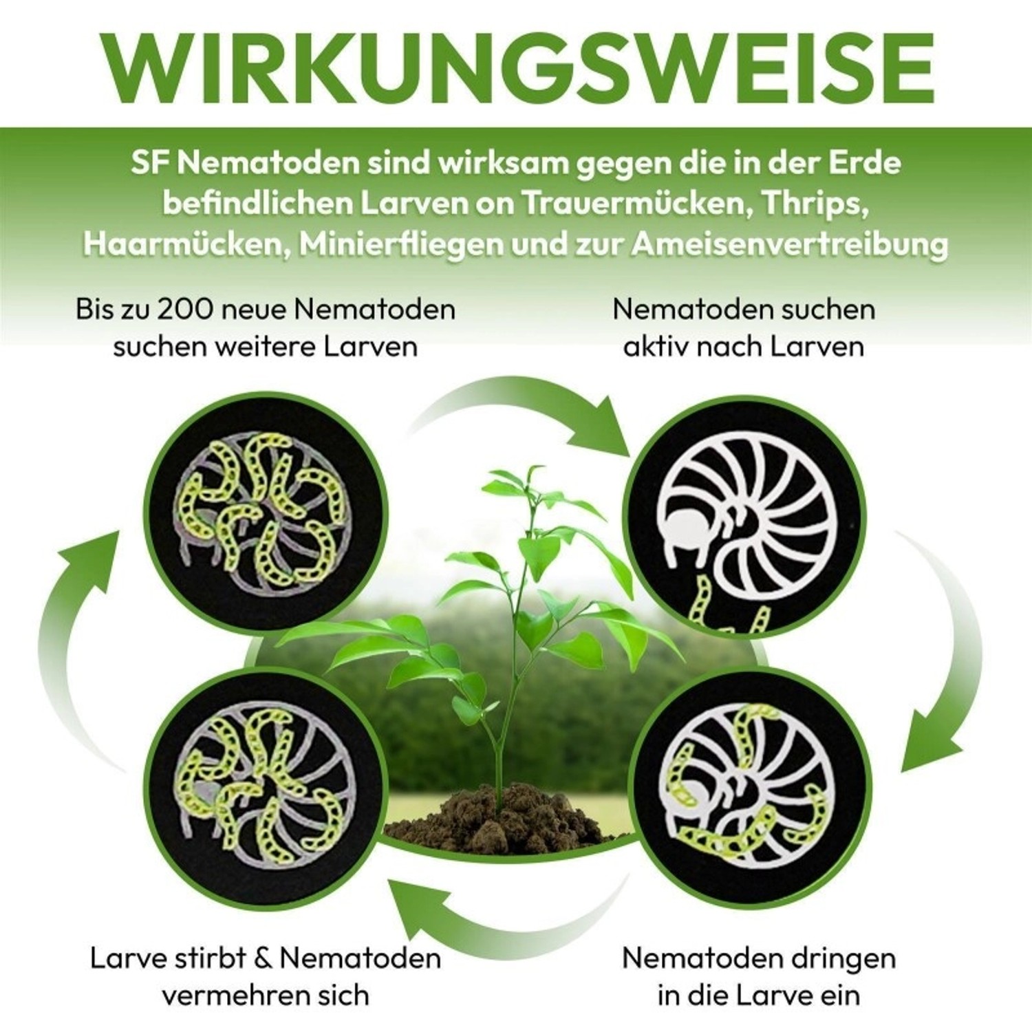 NemaTaurus SF Nematoden 12 Mio. für 24 m² gegen Larven von Trauermücke ...