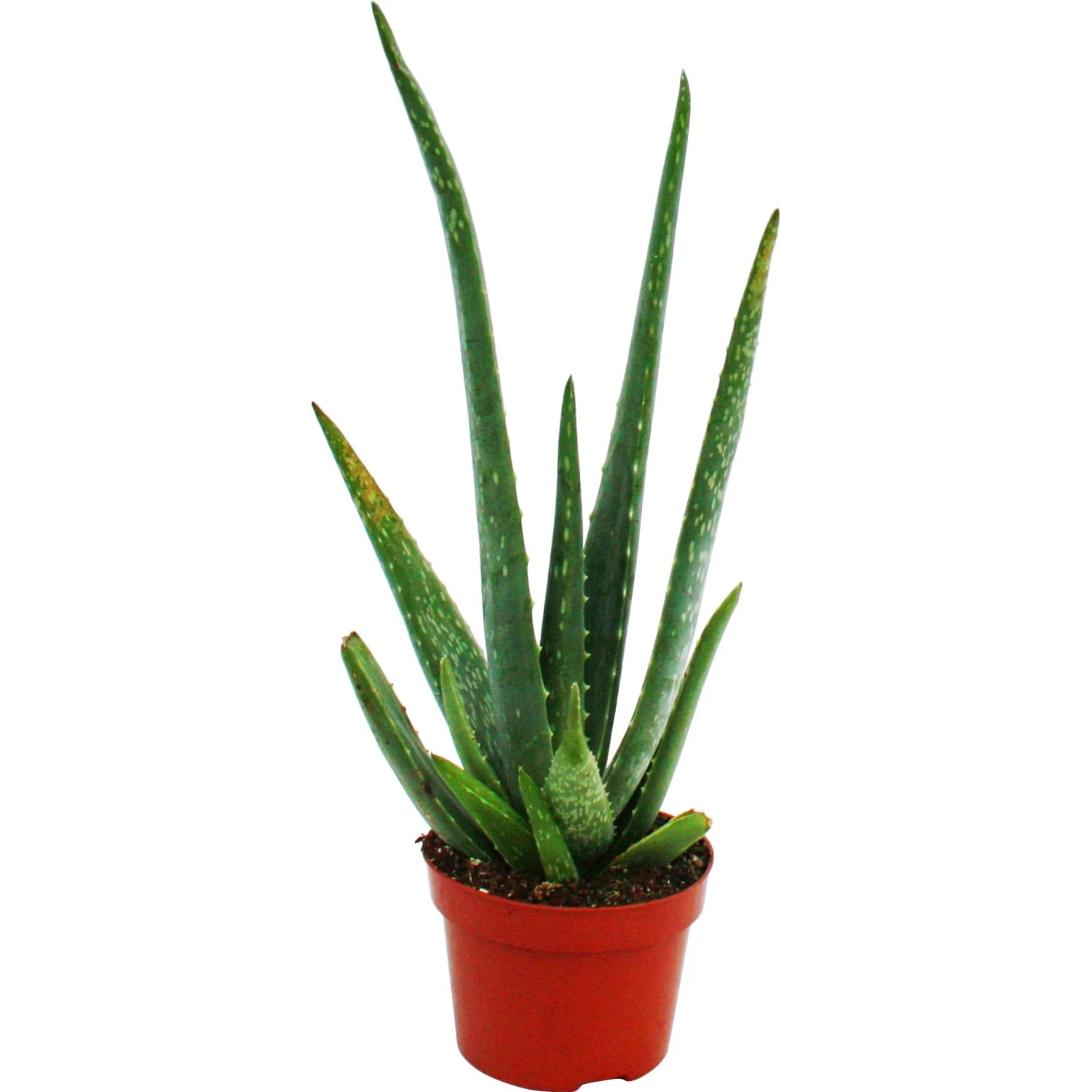 Sukkulente Aloe Vera