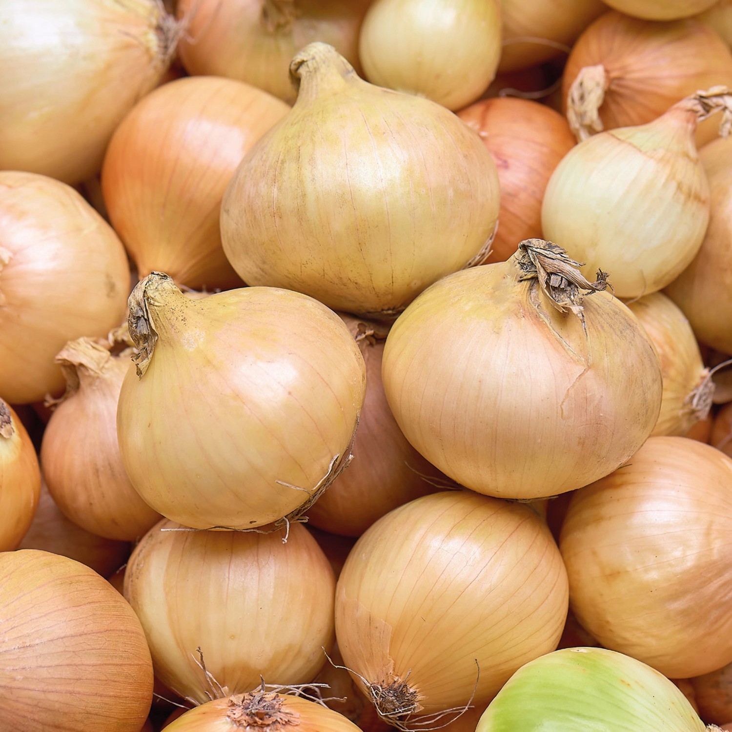 Steckzwiebel 250 Gramm Allium cepa Sturon kaufen bei OBI