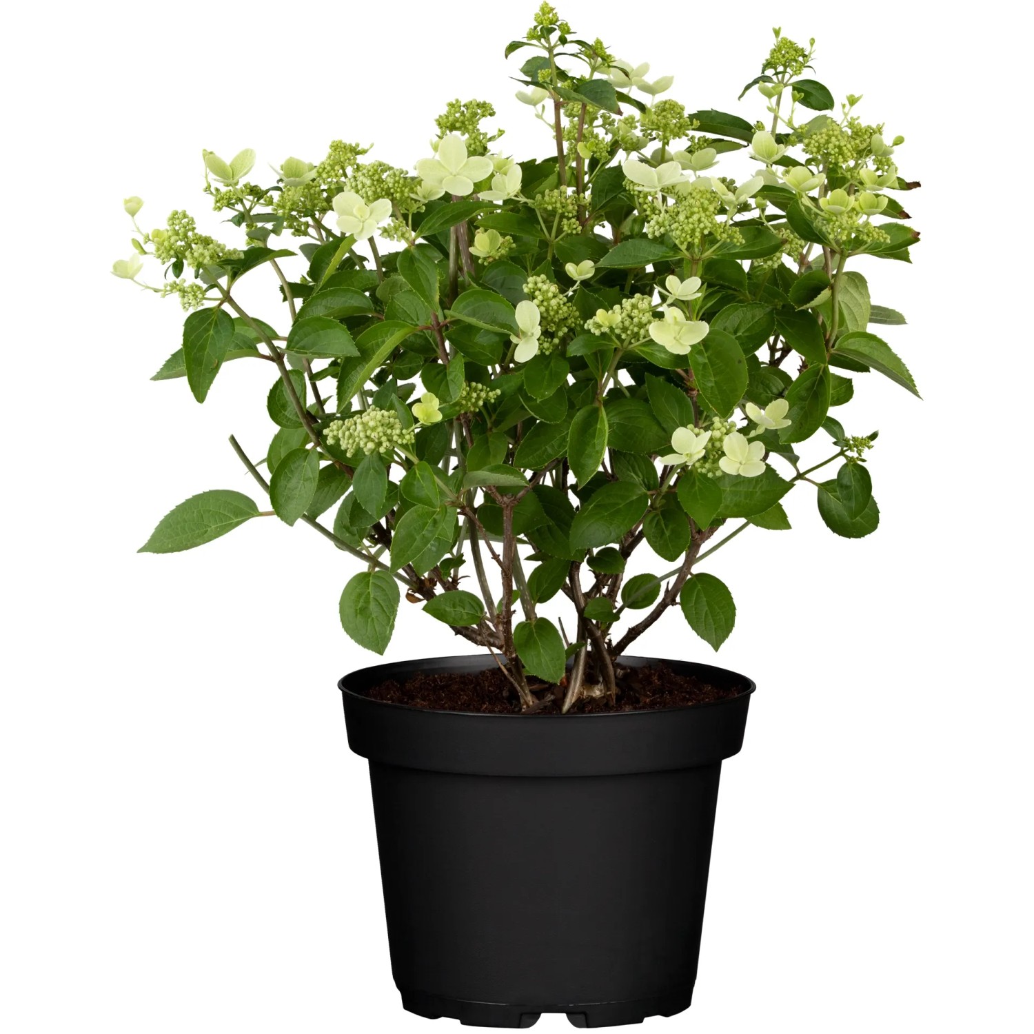 Rispenhortensie "Switch" Hydrangea paniculata 20-30 cm 5 l kaufen bei OBI