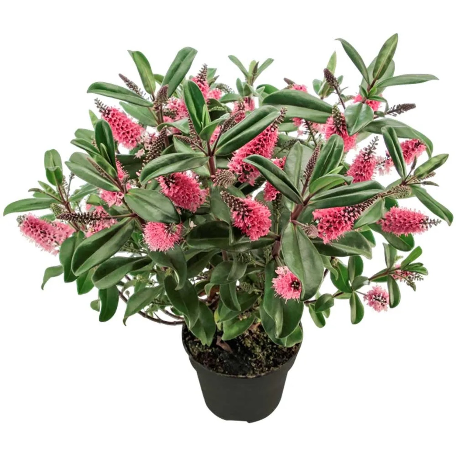 Hebe Queen Kiwi Balkonpflanze winterhart Topf Ø 12 cm kaufen bei OBI