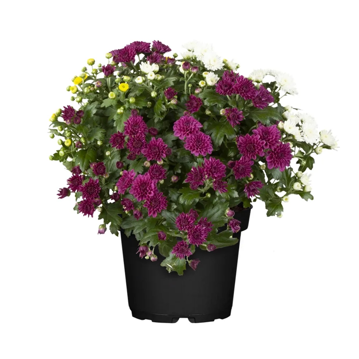 Schone Chrysanthemum Indicum Winterhart Bilder