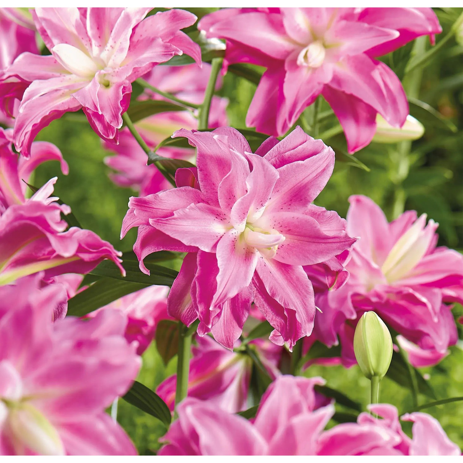GROW by OBI Lilien Blumenzwiebeln Lotus Joy Rosa kaufen bei OBI