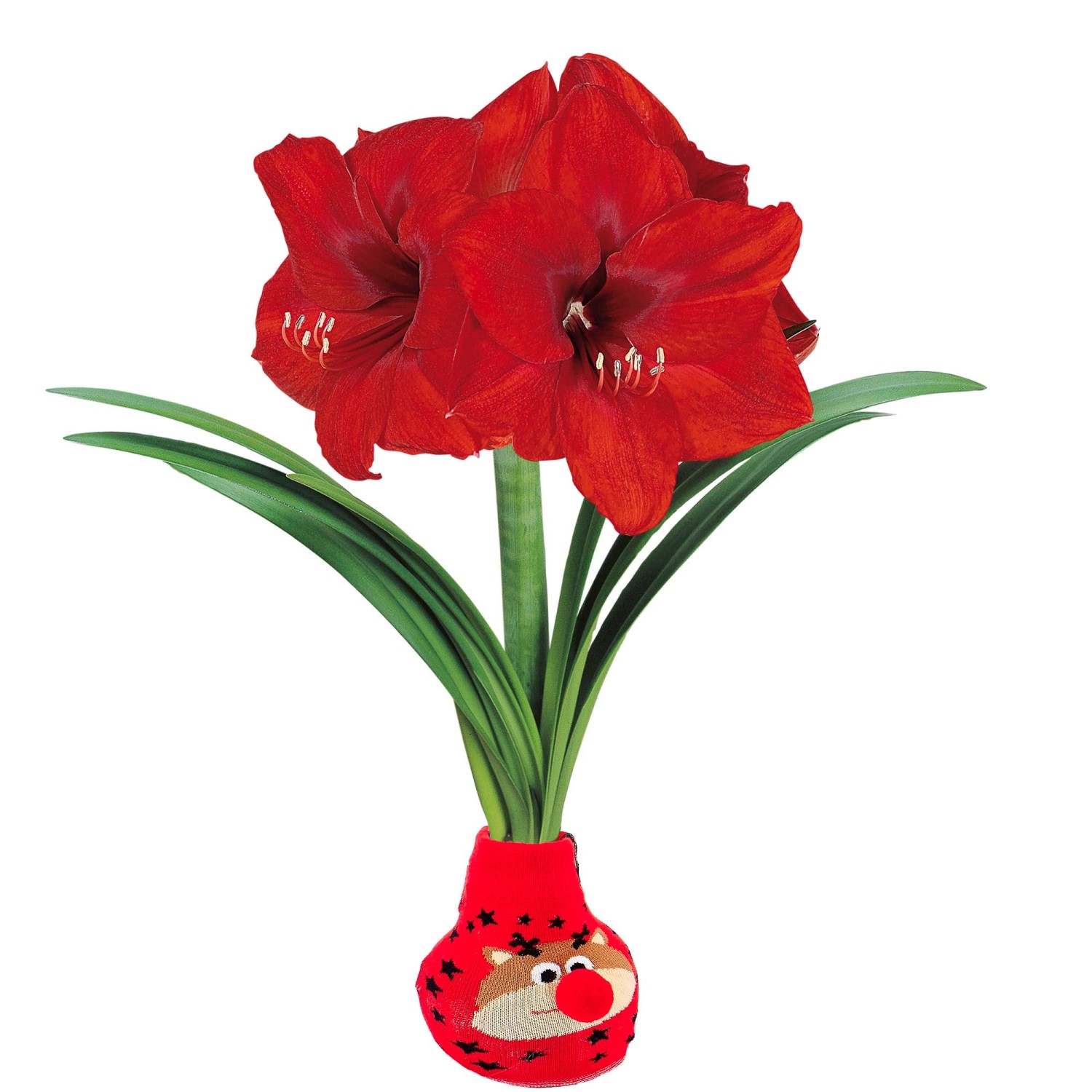 Blumenzwiebel Wachs-Amaryllis Fashion Reindeer Line kaufen bei OBI
