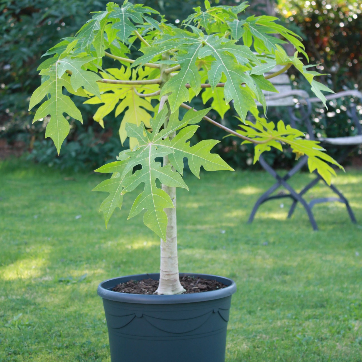Stilvolle Papaya Baum Kaufen Ebenbild