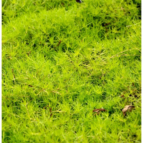 Sternmoos kaufen bei OBI