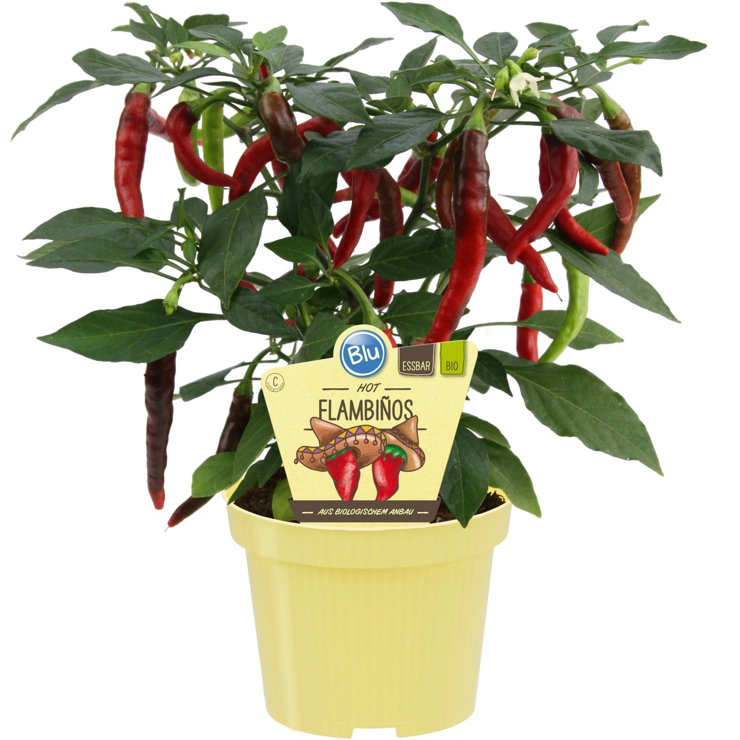 Luxus Chili Pflanze Im Topf Kaufen Ebenbild