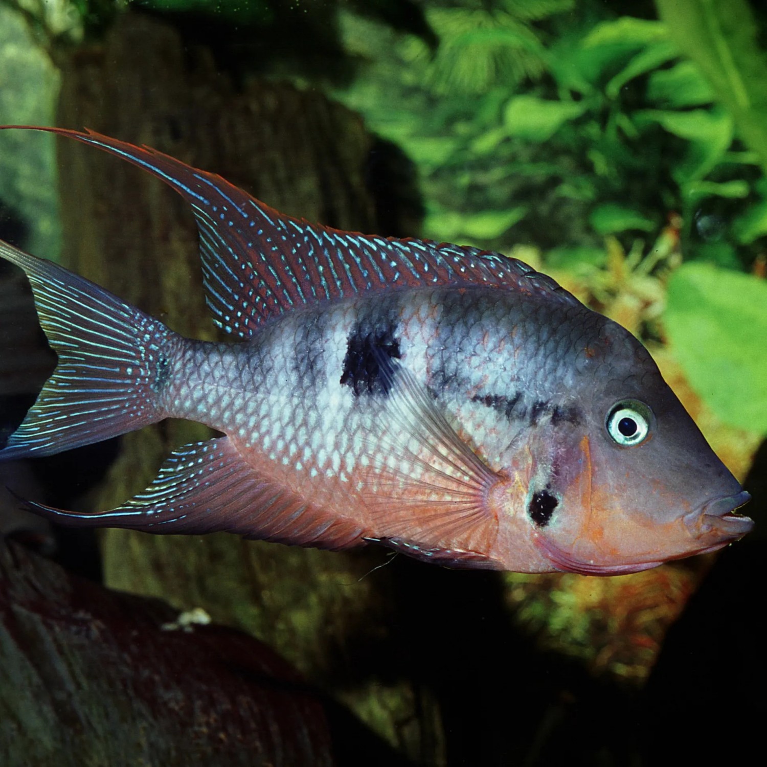 JBL Granulat Fischfutter Pronovo Cichlid Grano M 250 ml kaufen bei OBI