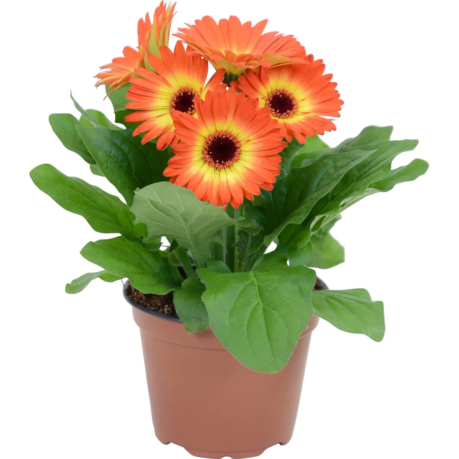 Gerbera Als Zimmerpflanze