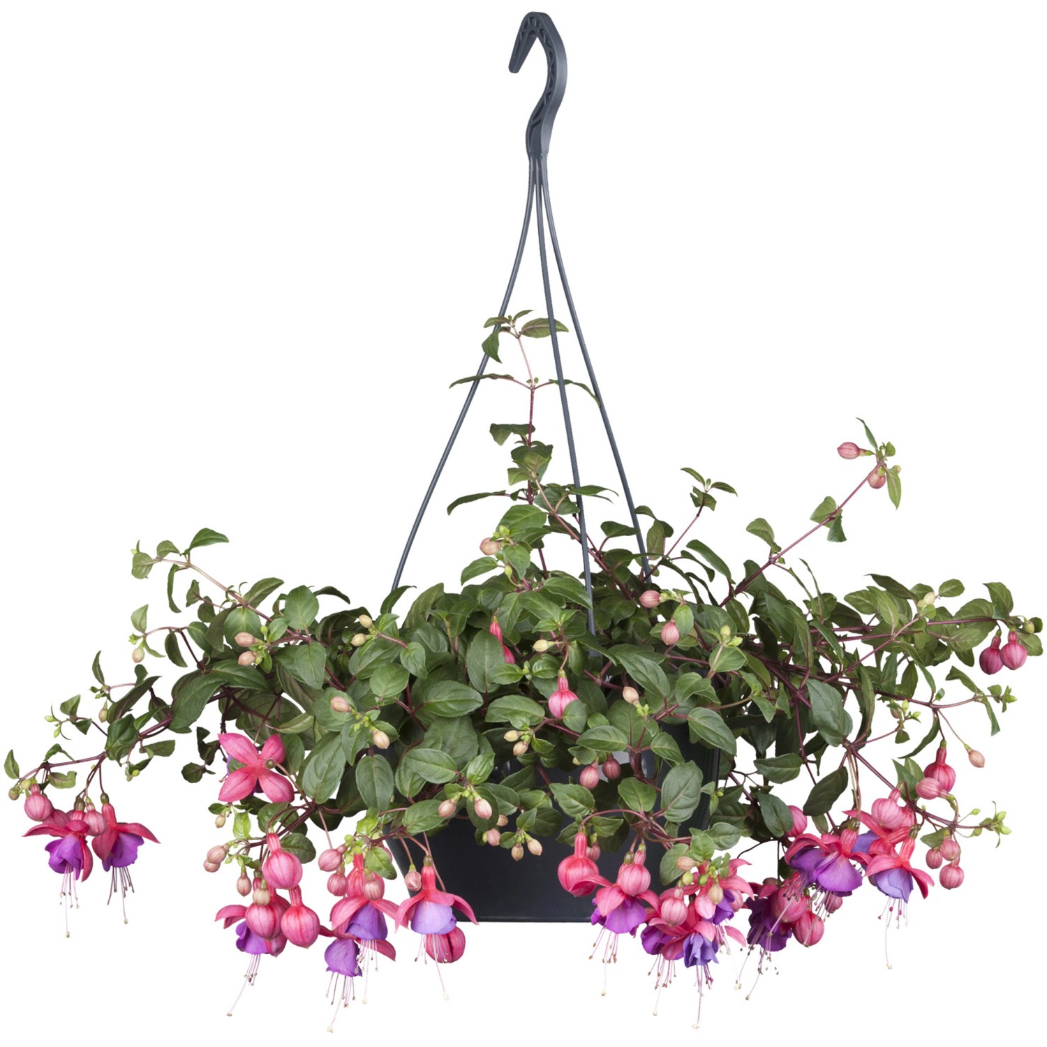 Hängende Fuchsie Ampel-Ø ca. 27 cm Fuchsia Hybride kaufen bei OBI