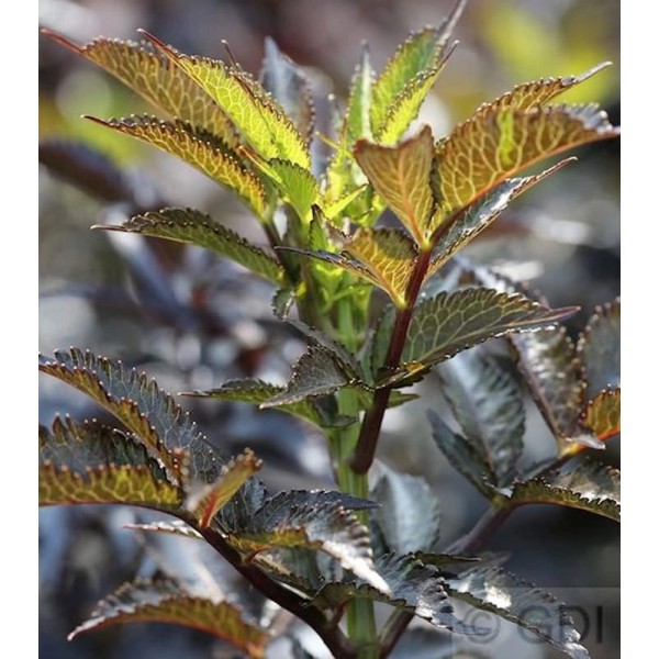 Schwarzer Holunder - Sambucus Nigra kaufen bei OBI