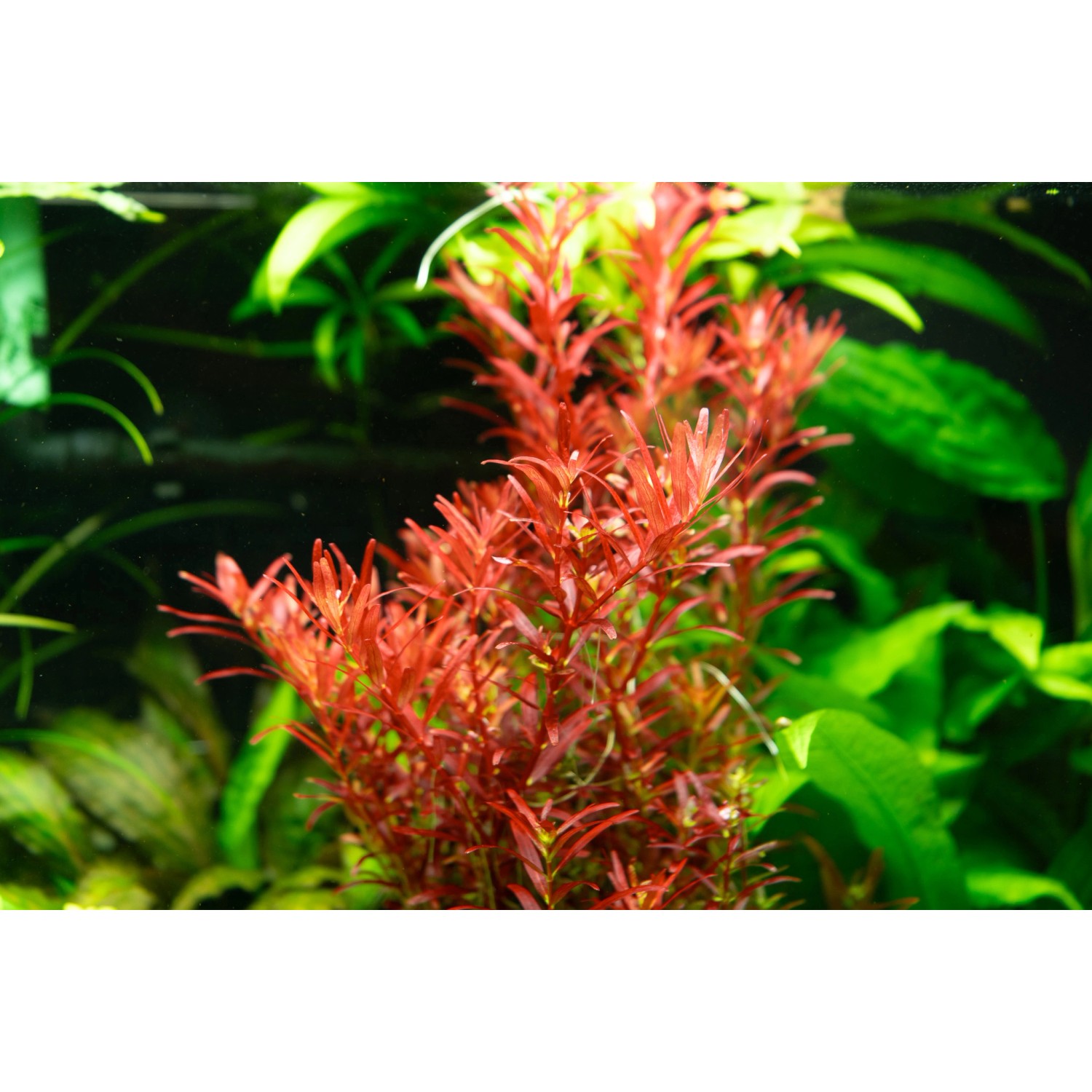 Dennerle Plants Aquariumpflanze "Blood Red" In-Vitro Rotala rotundifolia kaufen bei OBI