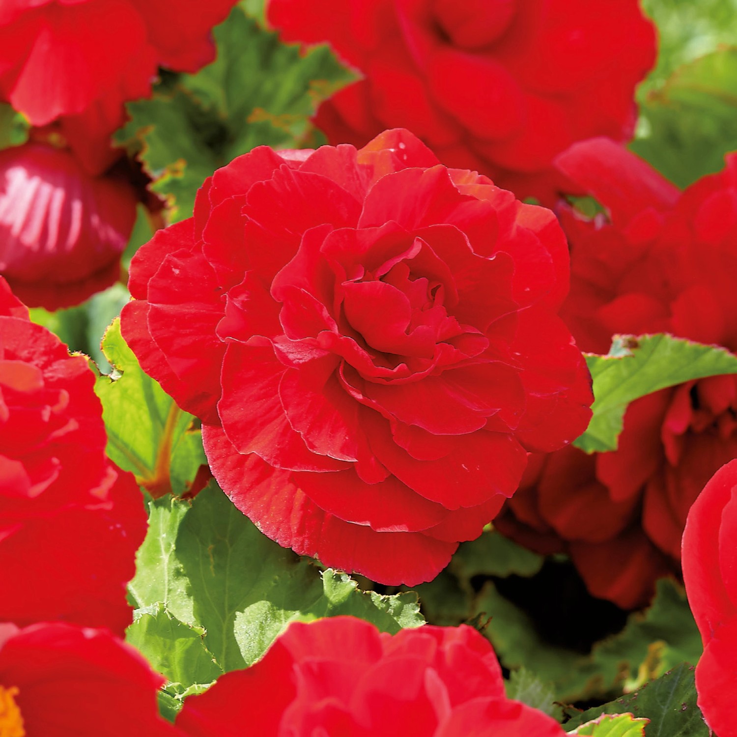 GROW by OBI Begonie "Gefüllt Rot" Höhe ca. 25 cm Begonia kaufen bei OBI