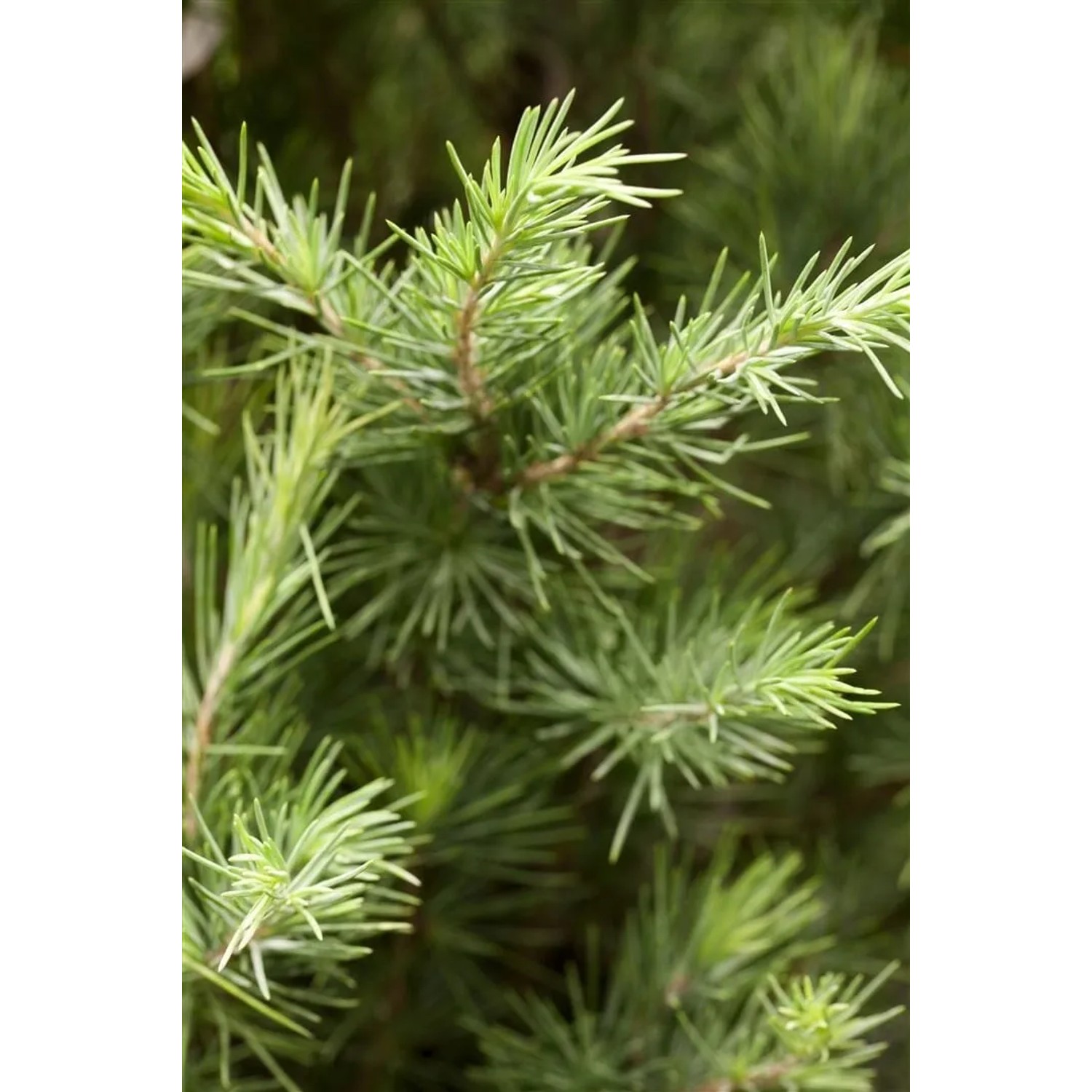 Cedrus Deodara Himalaya-Zeder 40–60 cm