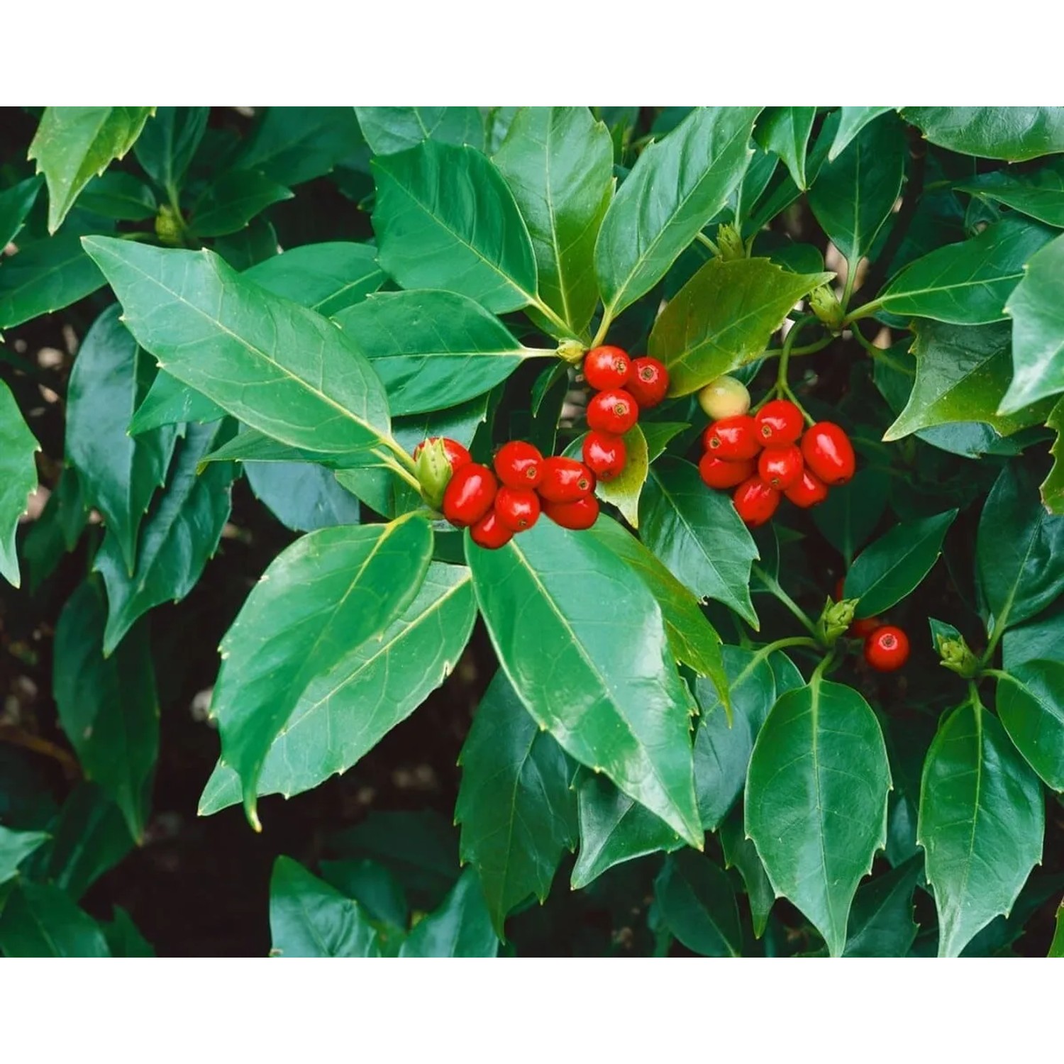 Aucuba Japonica Rozannie Japanische Aukube Immergrün 60–80 cm