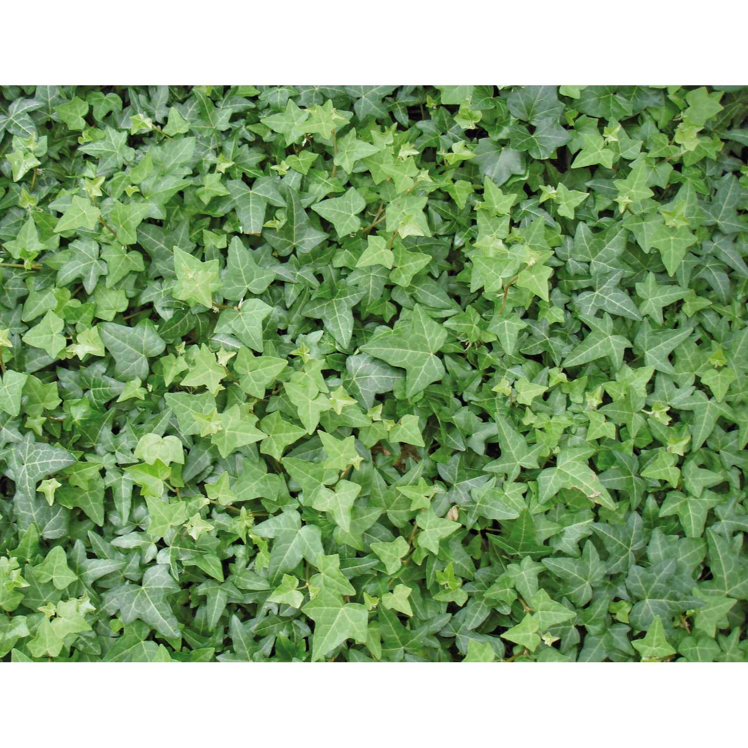 Efeu Sortiment grünlaubig Topf-Ø ca. 13 cm Hedera helix kaufen bei OBI