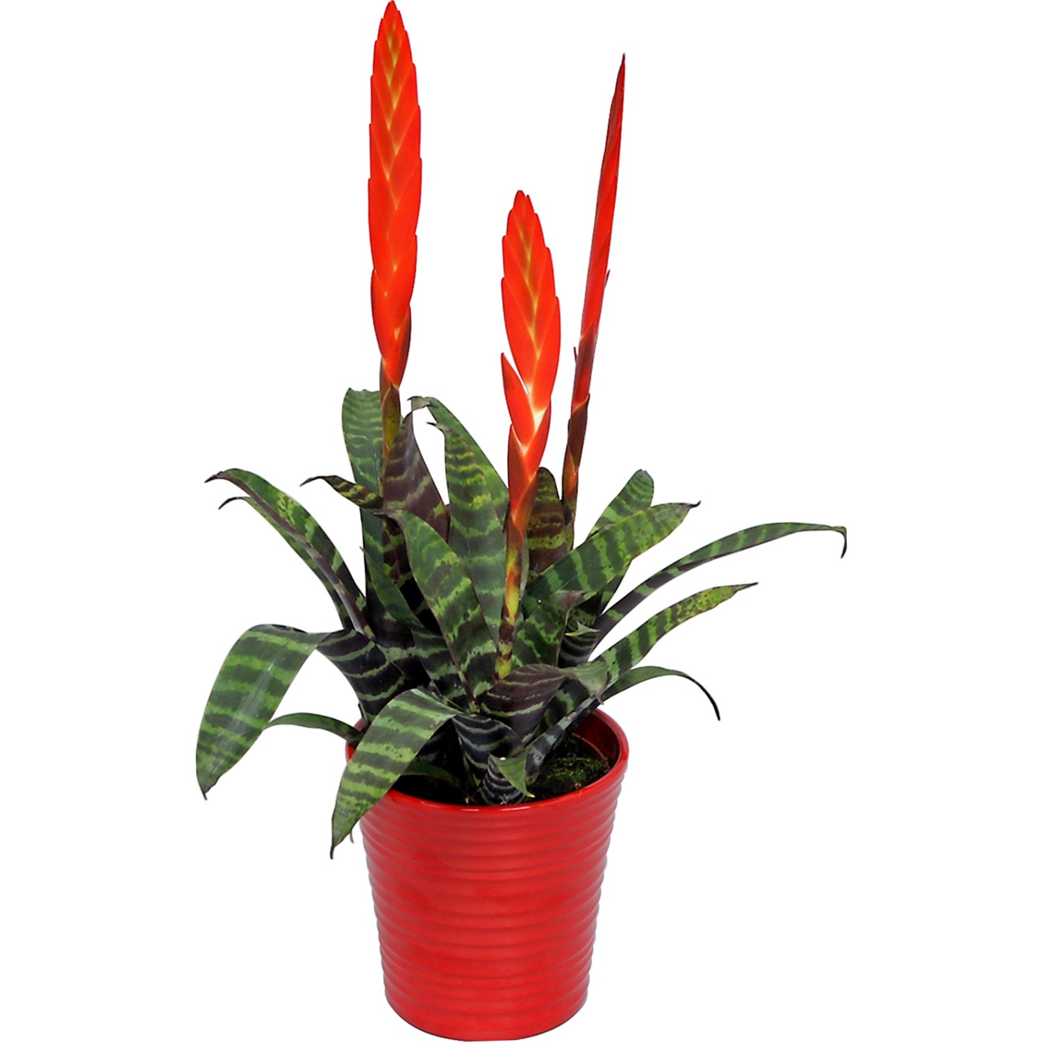 Vriesea "Era" im roten Keramik-Gefäß Topf-Ø ca. 13 cm Vriesea splendens ...