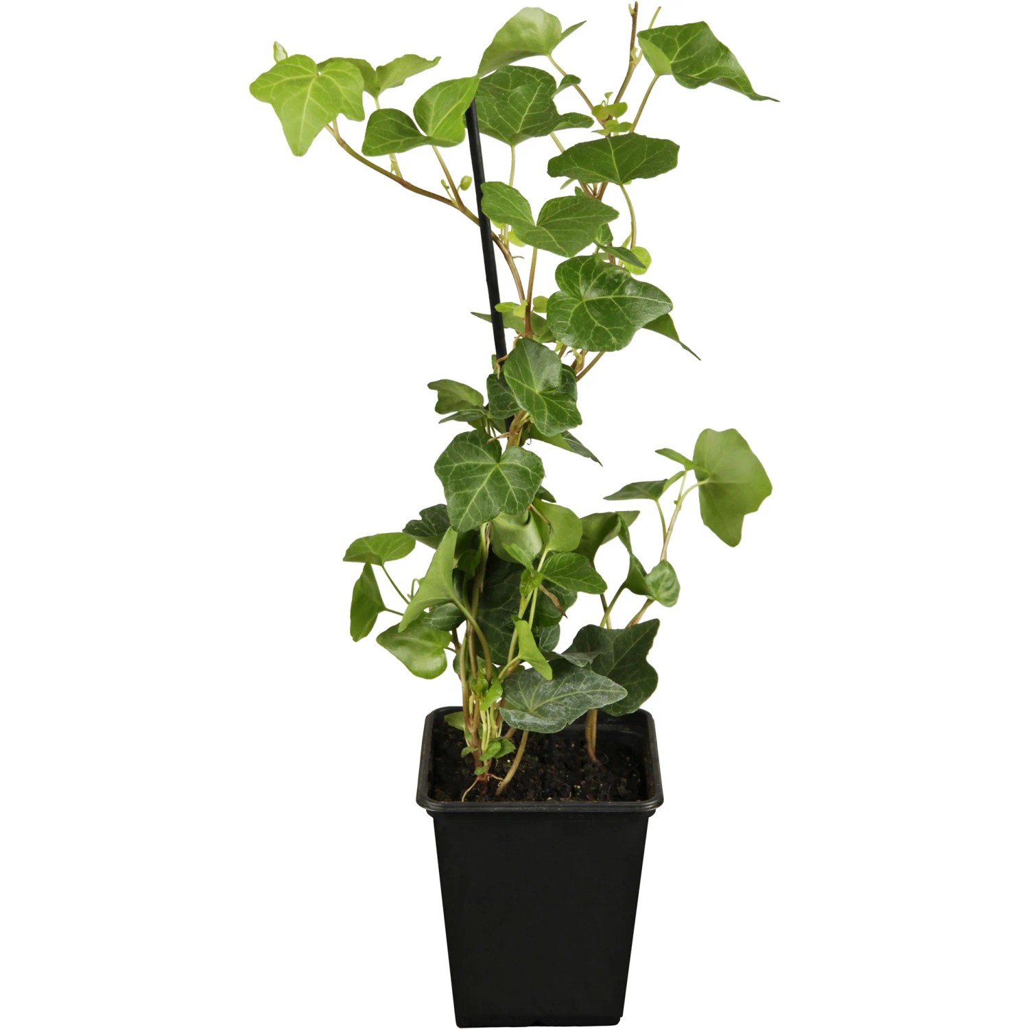 Großblättriger Irischer Efeu Topf-Ø ca. 9 cm Hedera Hibernica kaufen ...