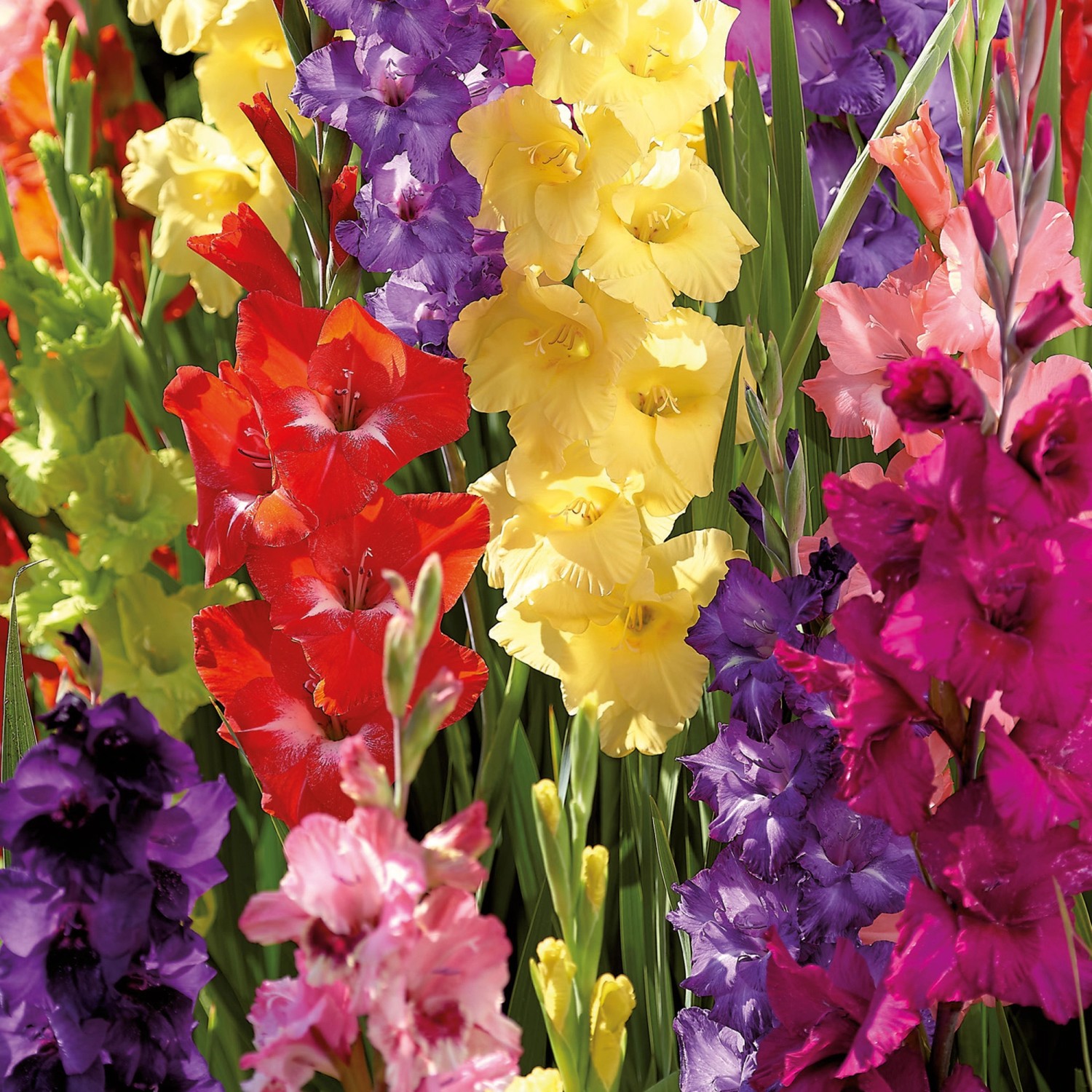 GROW by OBI Gladiolen "Grandiflorus Mischung" Höhe 100 cm Gladiolus ...