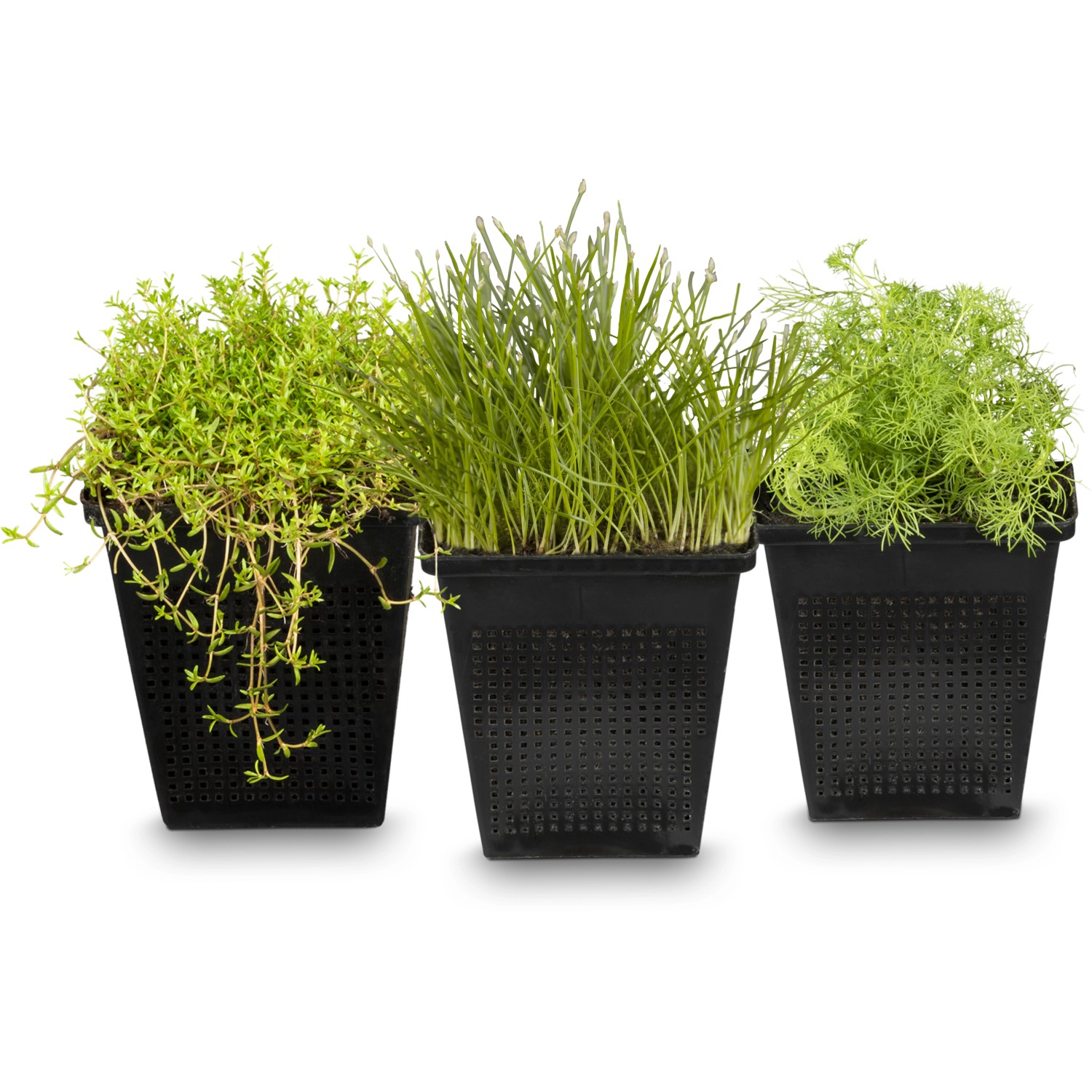 Sauerstoffpflanzen 3er-Set Topf ca. 10,5 cm x 10,5 cm kaufen bei OBI