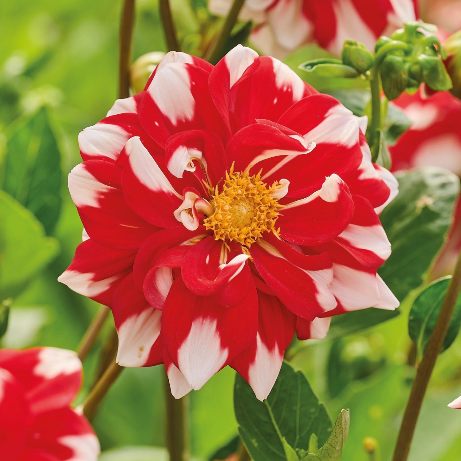 GROW by OBI Dahlie "Fire and Ice" Höhe ca. 90 cm kaufen bei OBI