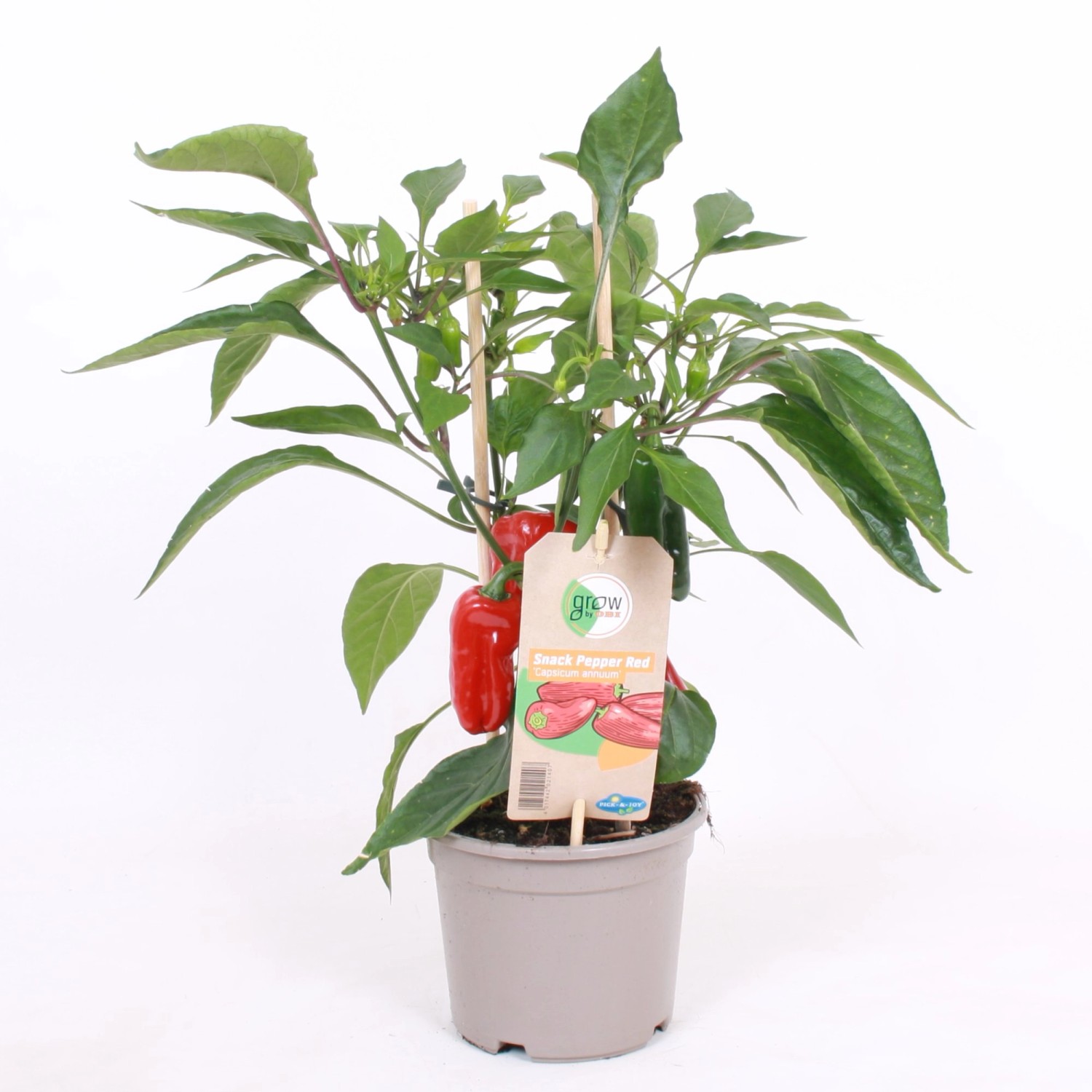 GROW by OBI Paprika Rot Topf-Ø ca. 14 cm Capsicum annuum kaufen bei OBI