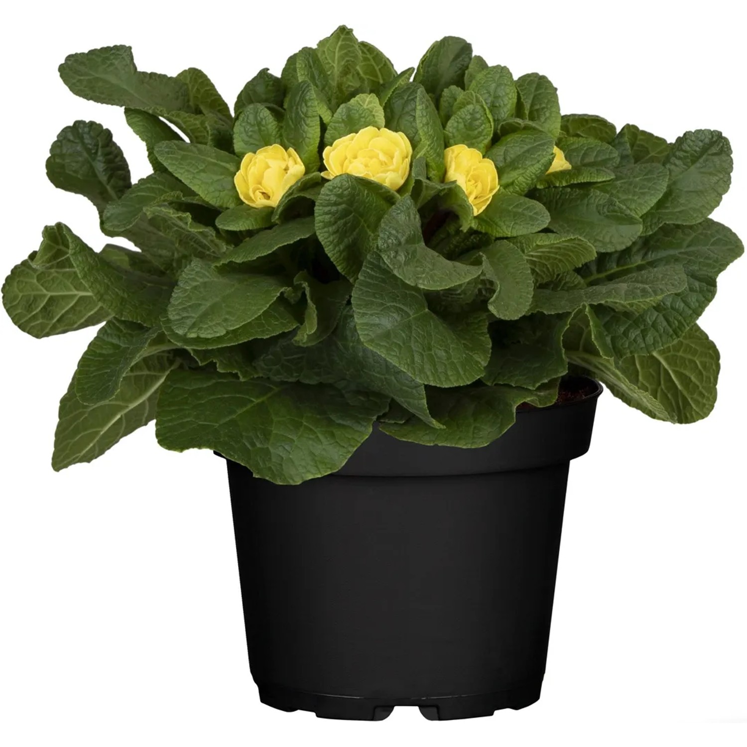 GROW by OBI Primel Topf-Ø 13 cm kaufen bei OBI