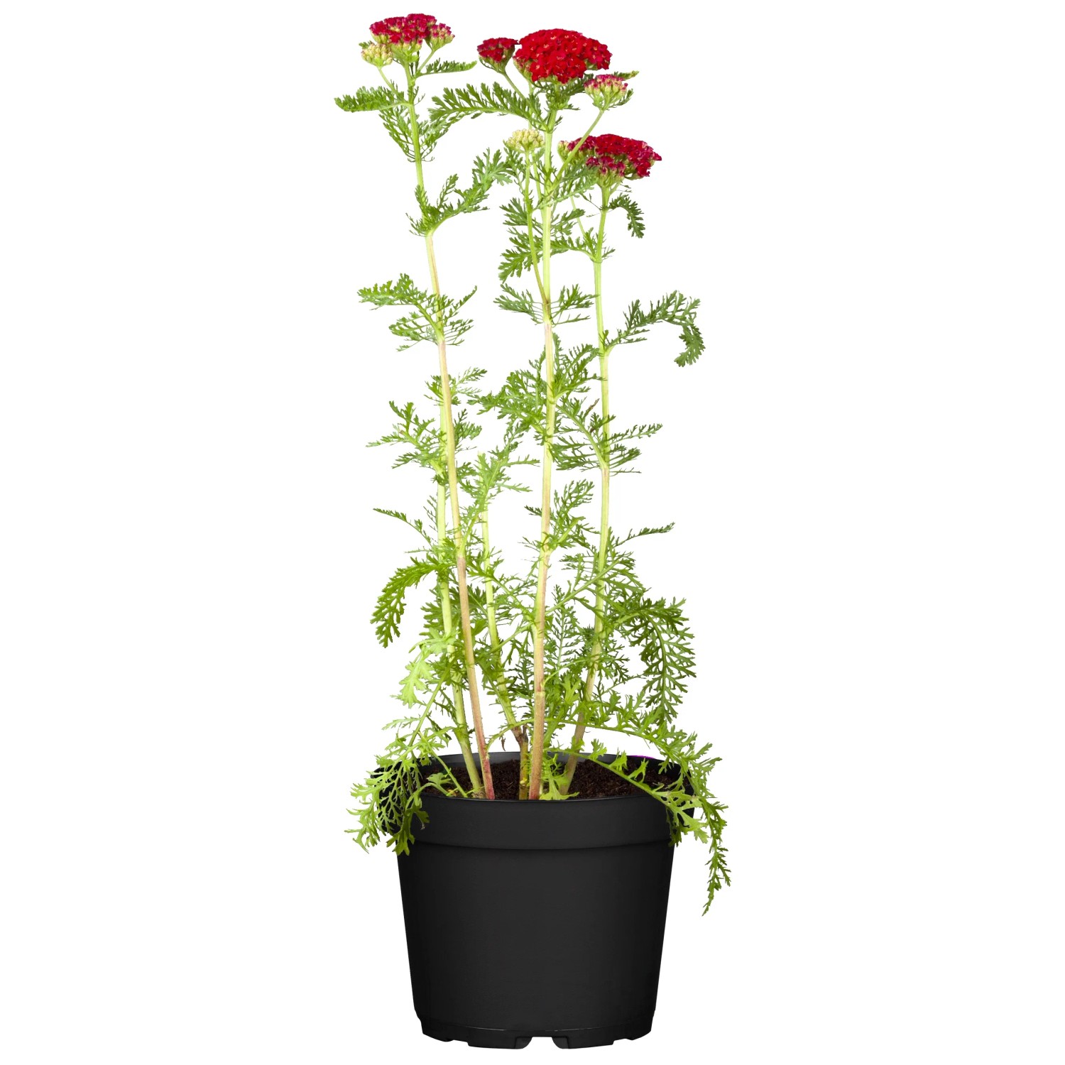 GROW by OBI Schafgarbe Rot Topf-Ø ca. 19 cm Achillea millefolium kaufen ...