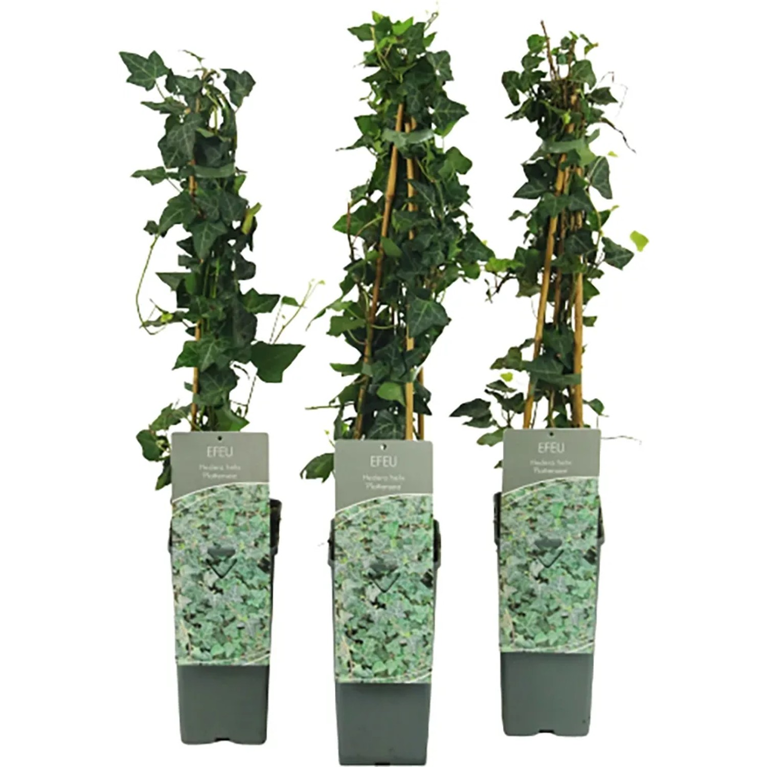 Efeu "Plattensee" Gelbgrün Höhe ca. 40 - 60 cm Topf ca. 2 l Hedera ...
