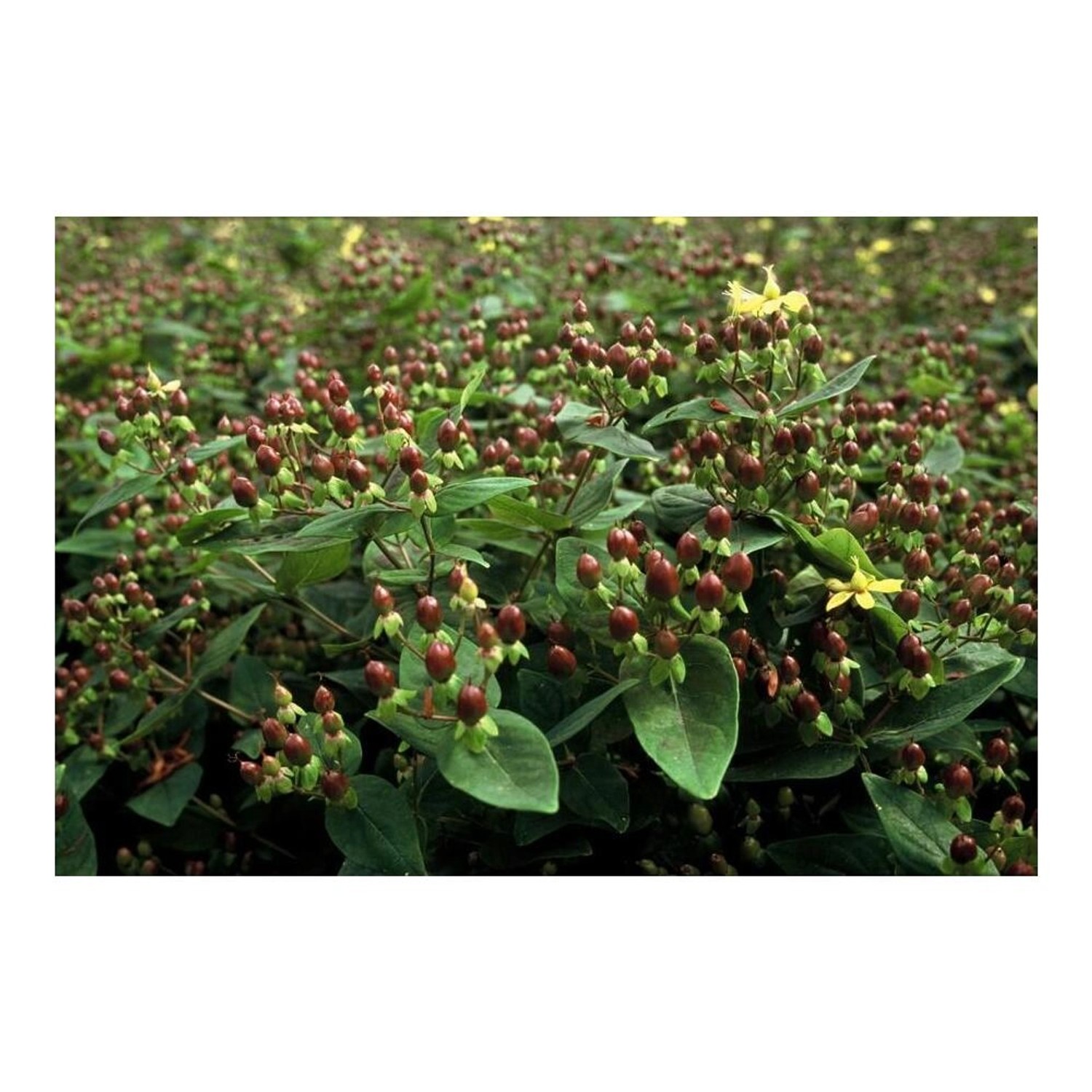 Exotenherz Bodendecker Johanniskraut Hypericum Inodorum Rheingold 9cm ...