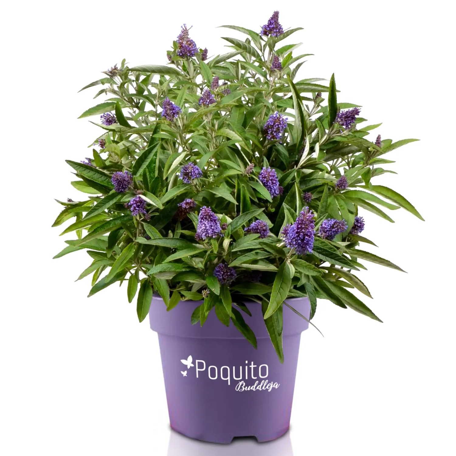 Sommerflieder Poquito "Holly Blue" Topf ca. 4,5 l Buddleja davidii ...