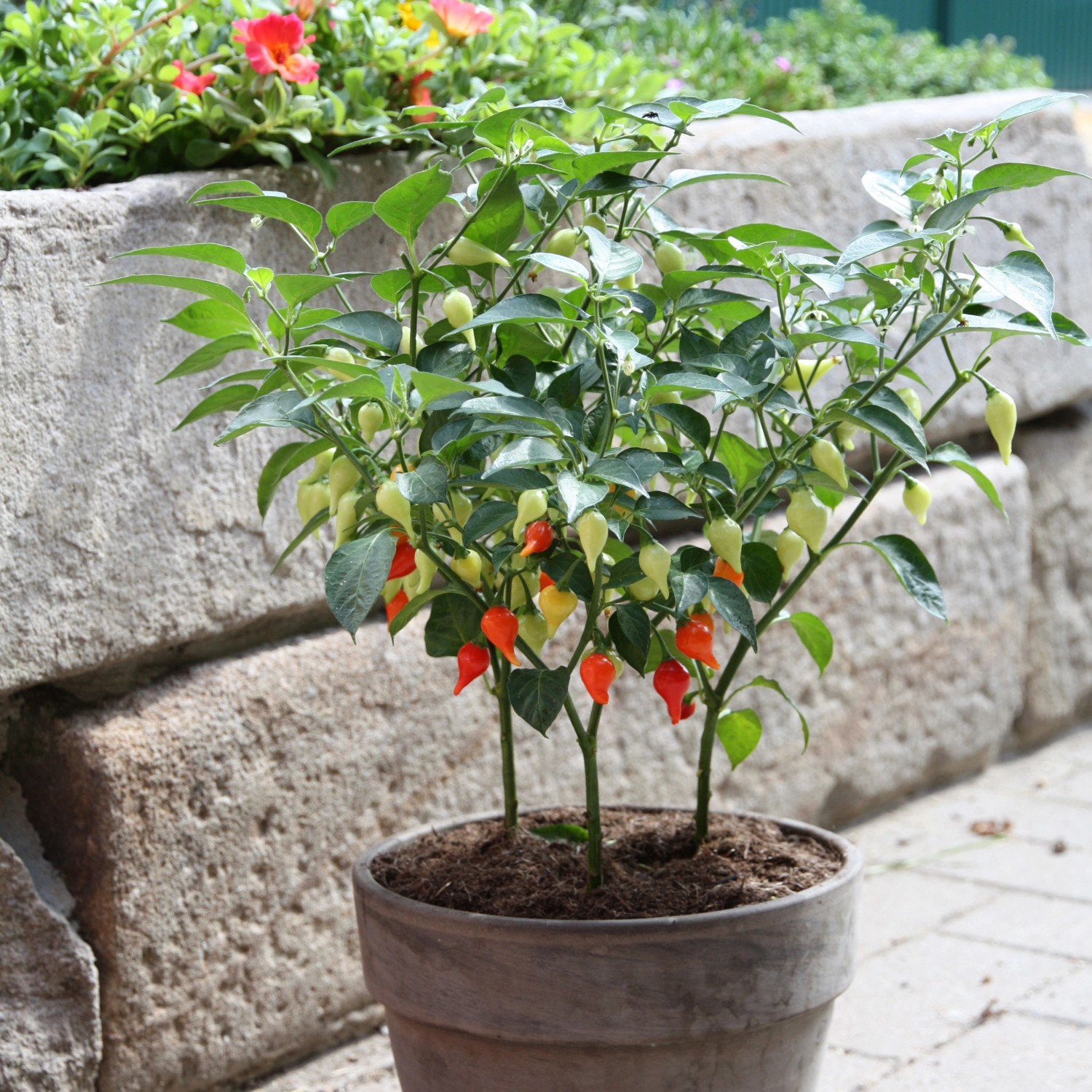 Blu Bio-Tropfen-Chili Topf-Ø ca. 12 cm Capsicum chinense kaufen bei OBI