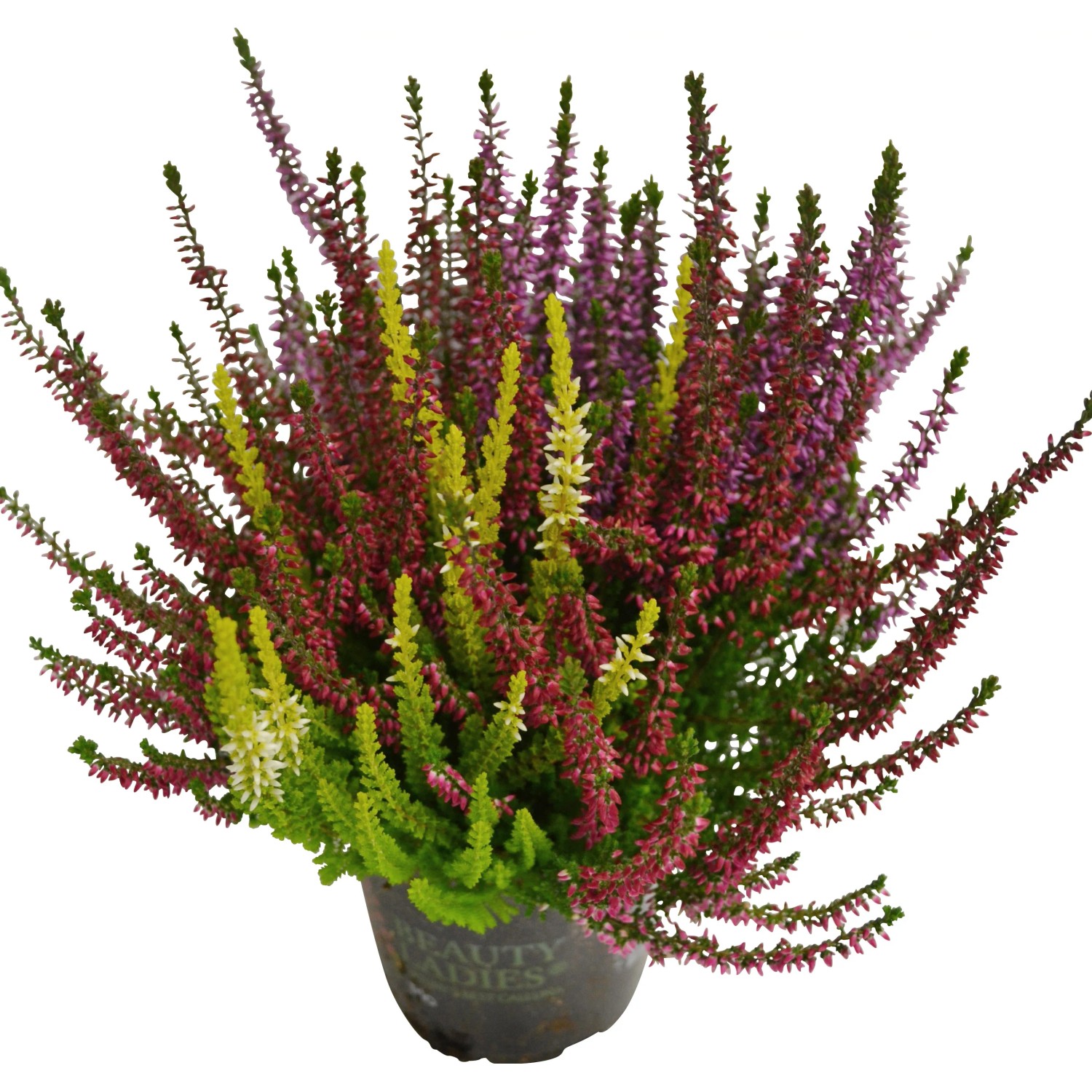 Calluna Beauty Ladies Winterhart